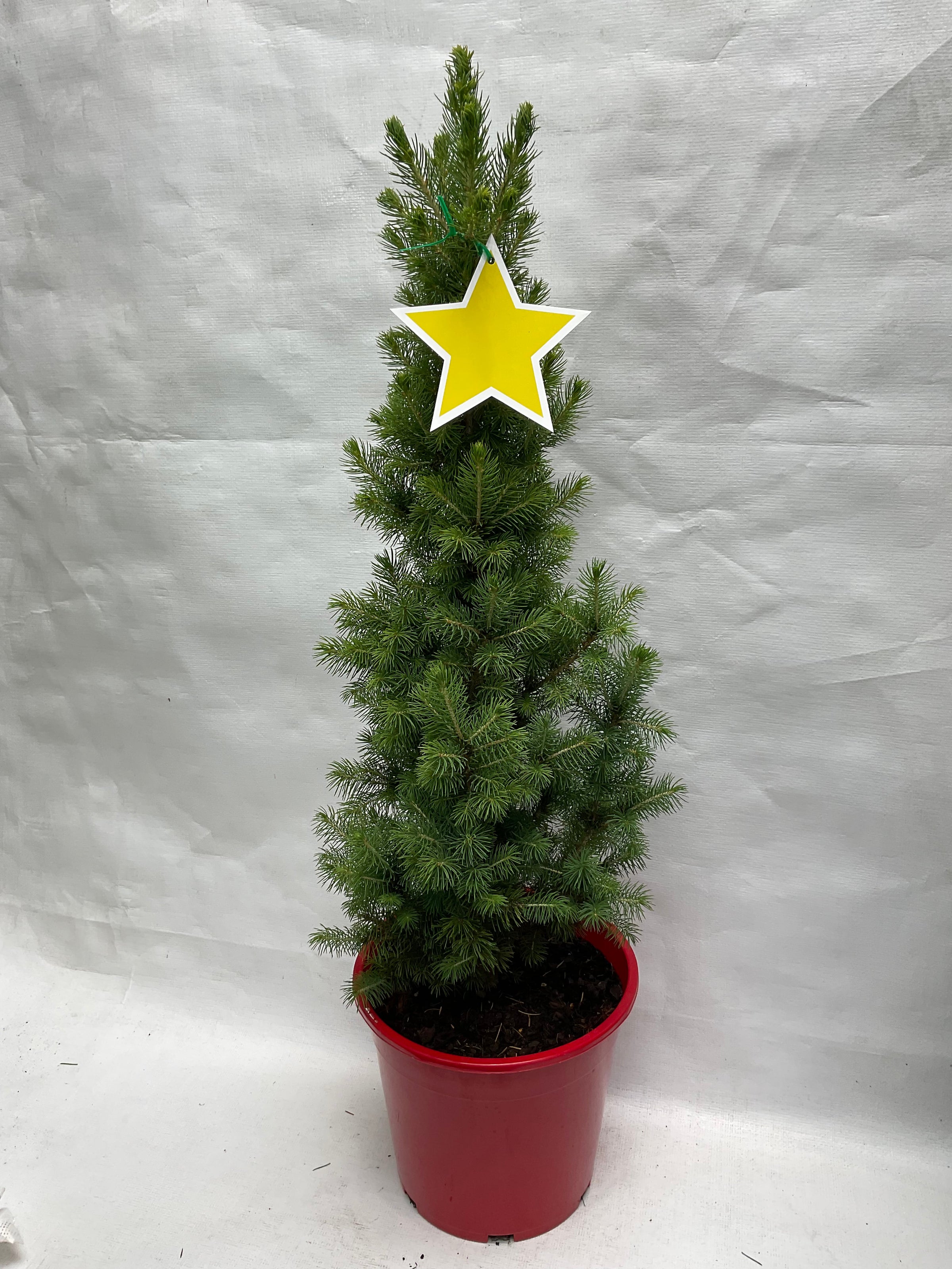 Picea Christmas Tree | Formosa Gardens Nursery, Ballarat