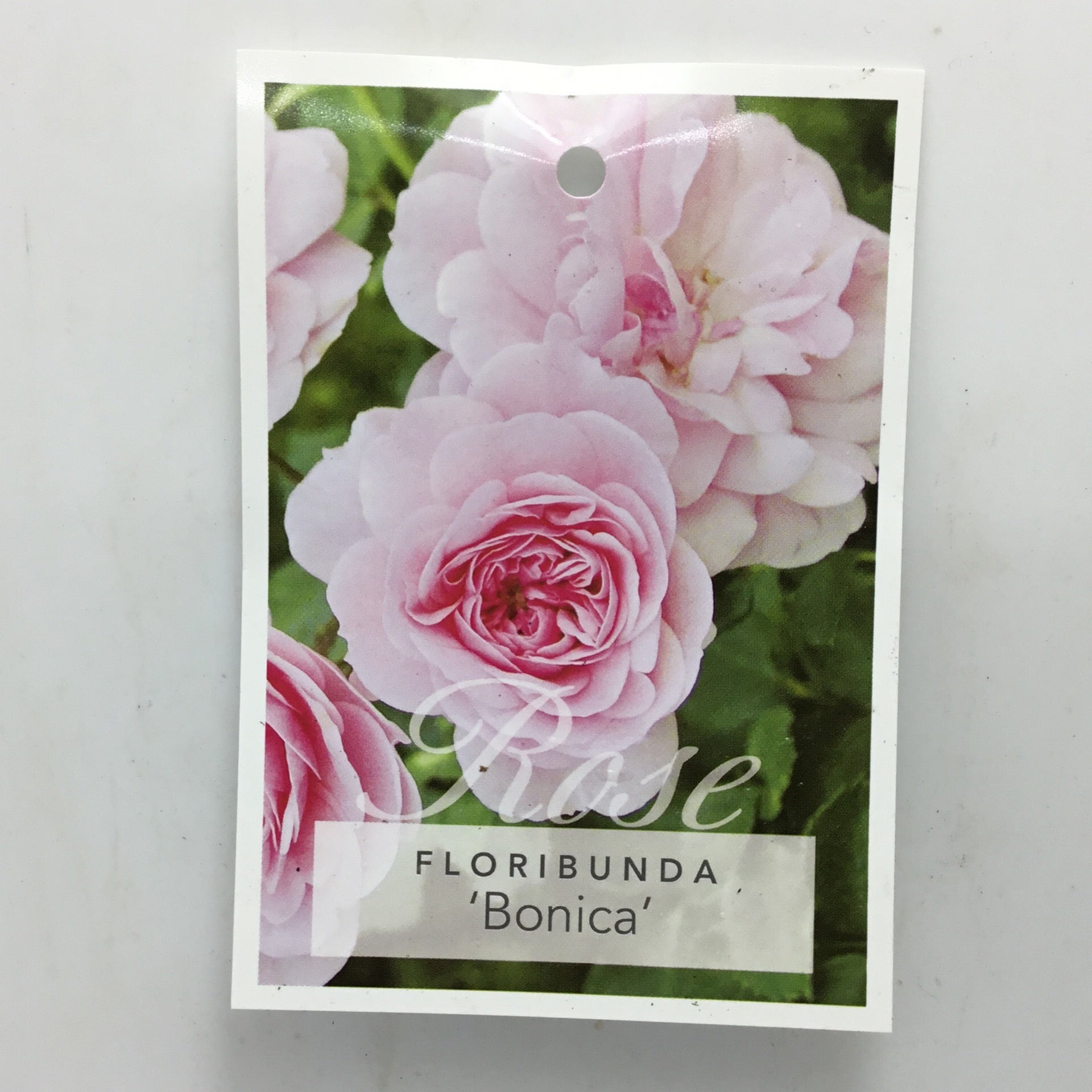 Bonica Standard Rose | Formosa Gardens Nursery, Ballarat