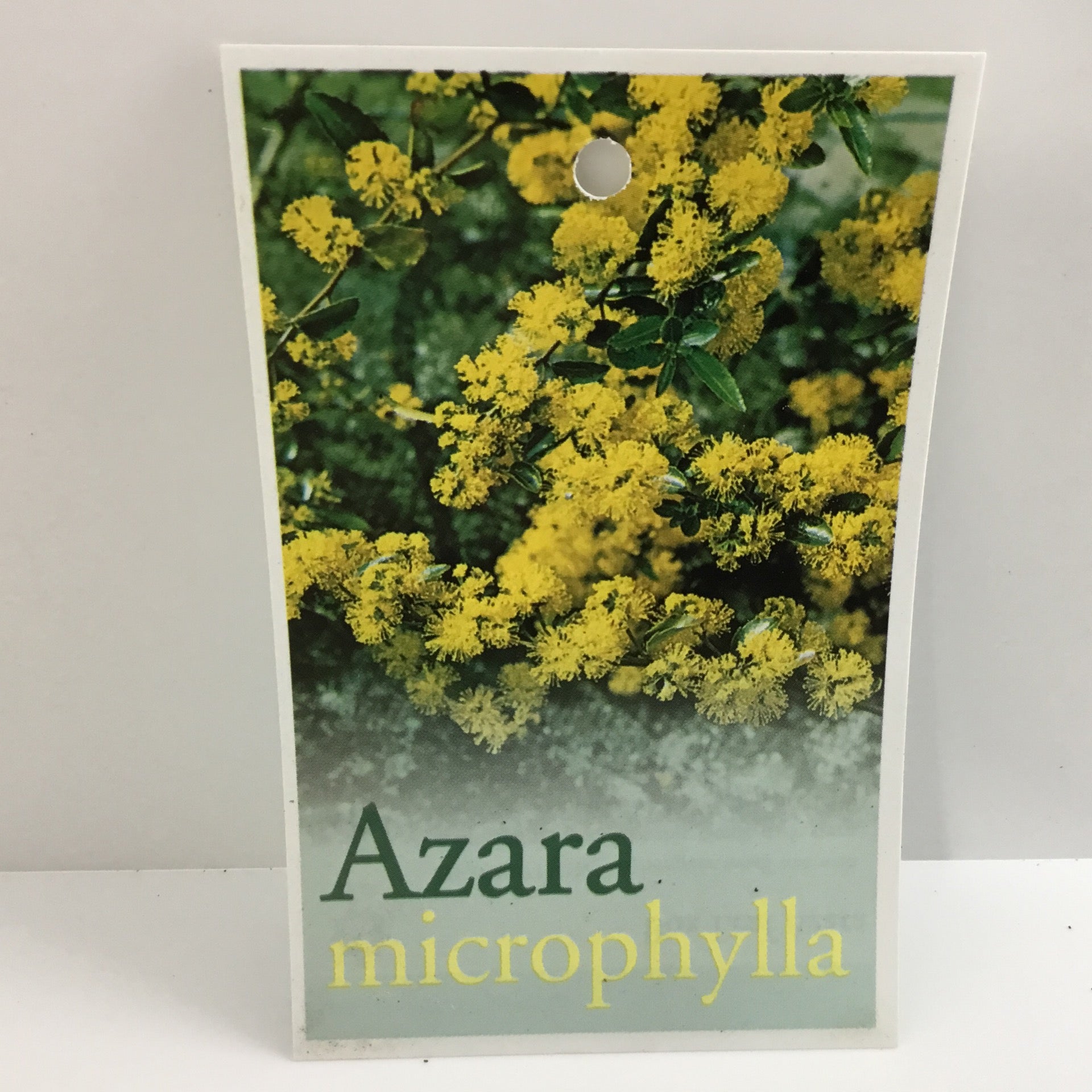 Azara microphylla 200mm Pot | Formosa Gardens Nursery, Ballarat