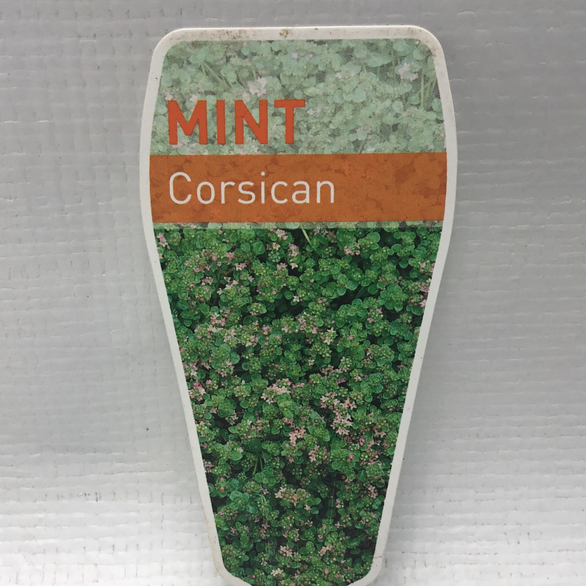 Corsican mint | Formosa Gardens Nursery, Ballarat