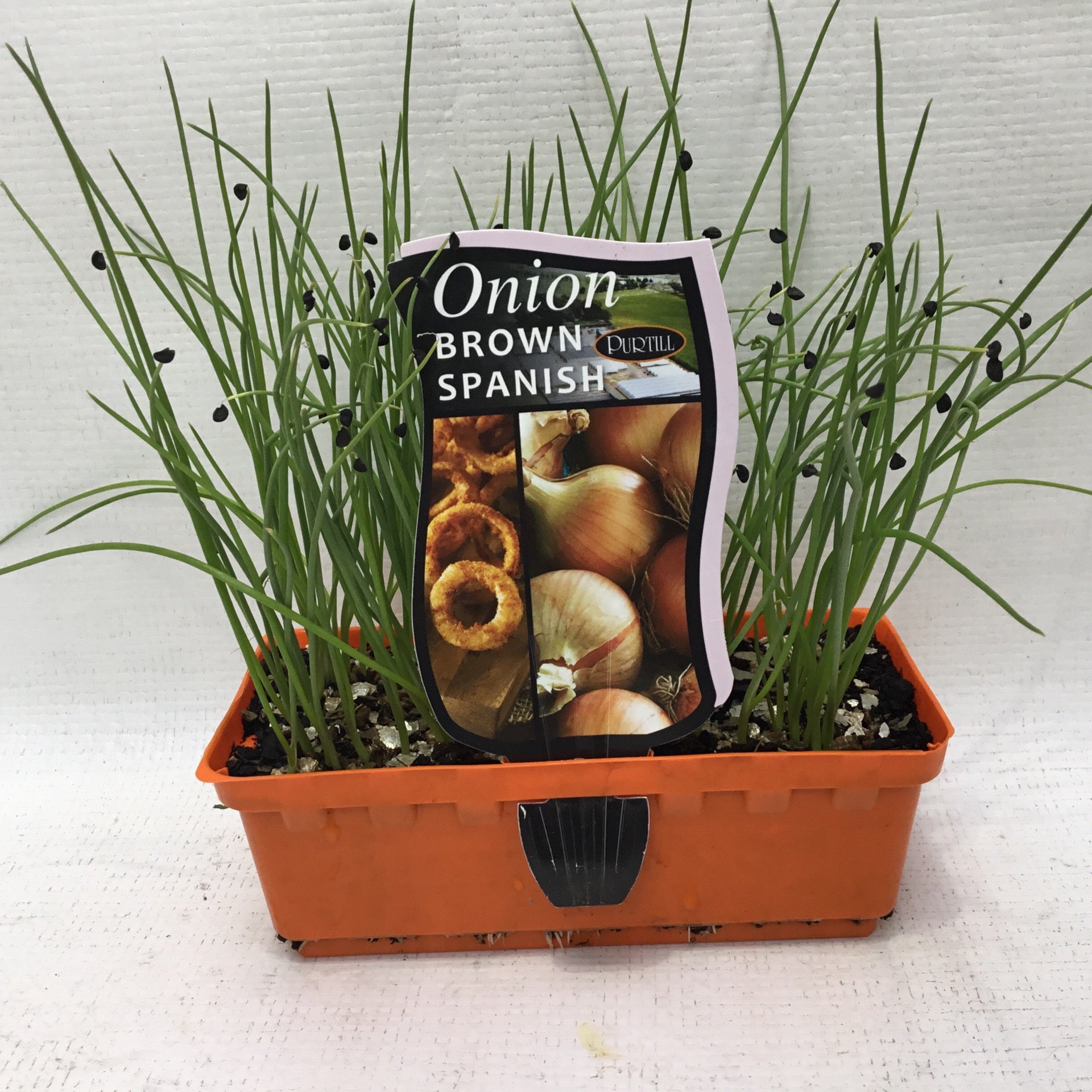 Onion brown spanish | Formosa Gardens Nursery, Ballarat
