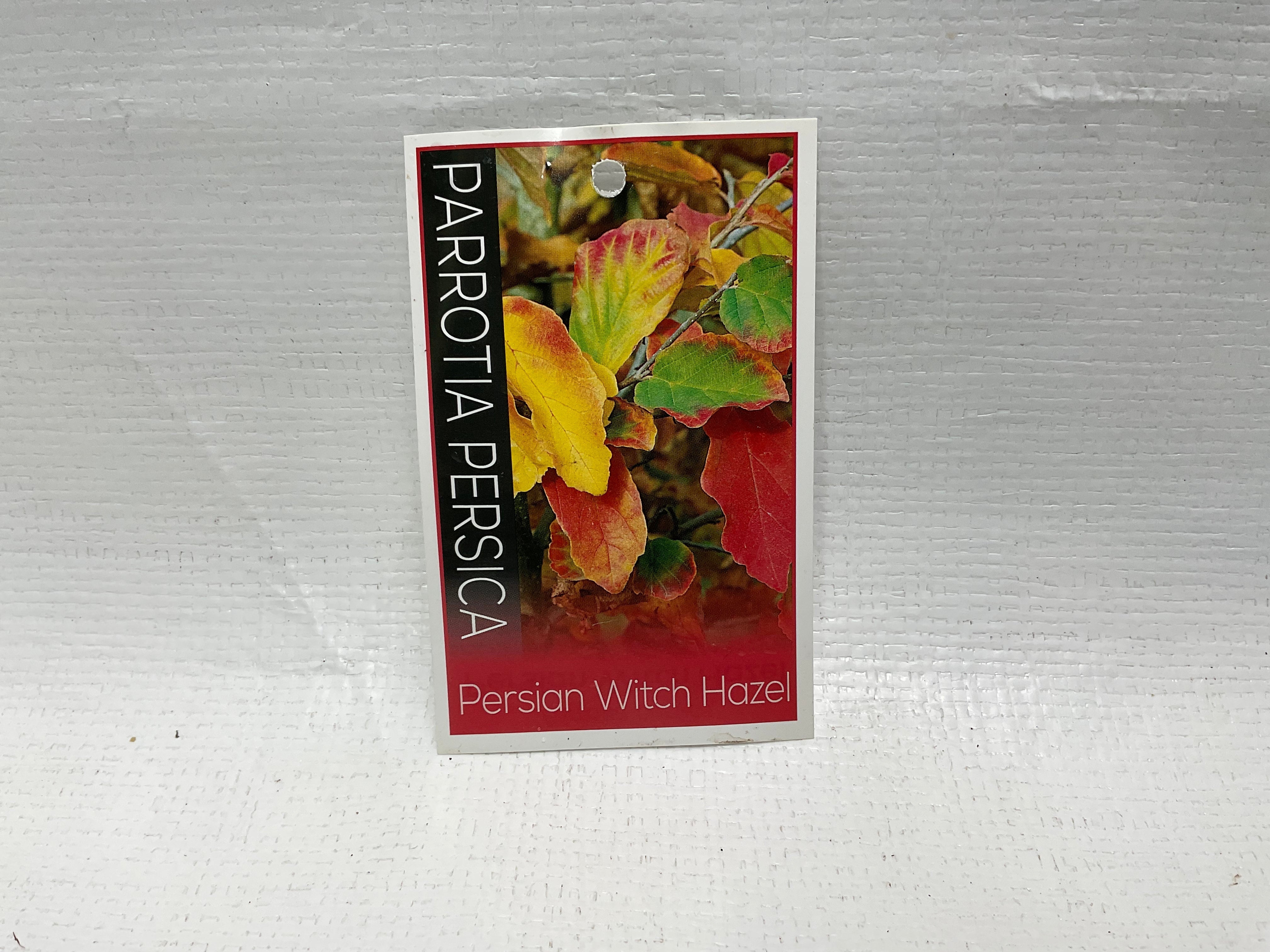 Persian witch hazel | Formosa Gardens Nursery, Ballarat