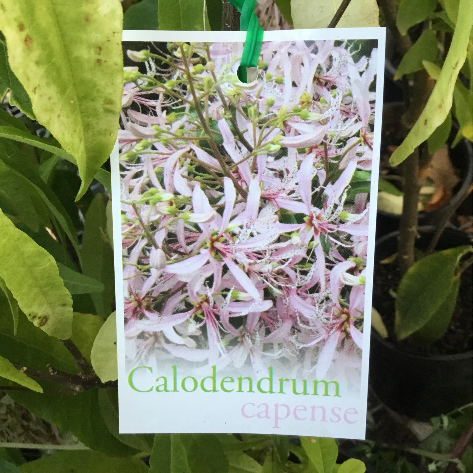 Cape chestnut calodendrum 200mm pot | Formosa Gardens Nursery, Ballarat