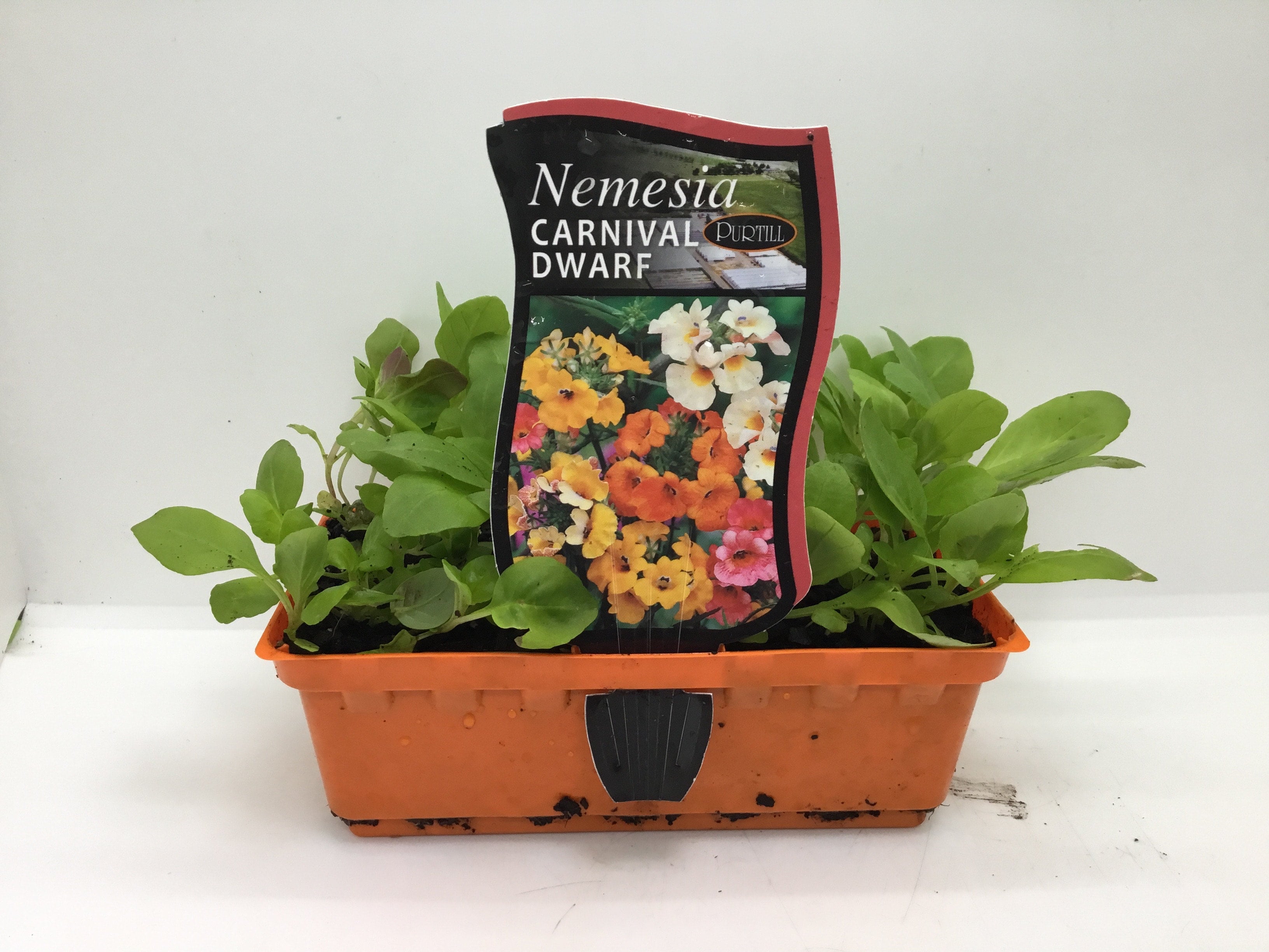 Nemesia carnival dwarf | Formosa Gardens Nursery, Ballarat