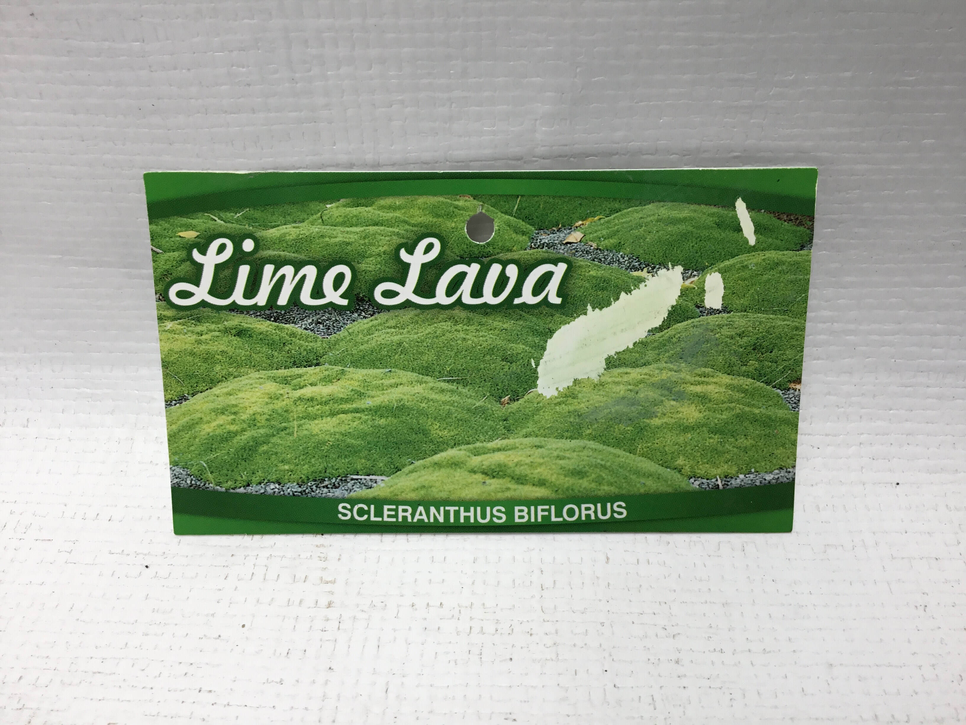 Lime lava scleranthus biflorus | Formosa Gardens Nursery, Ballarat