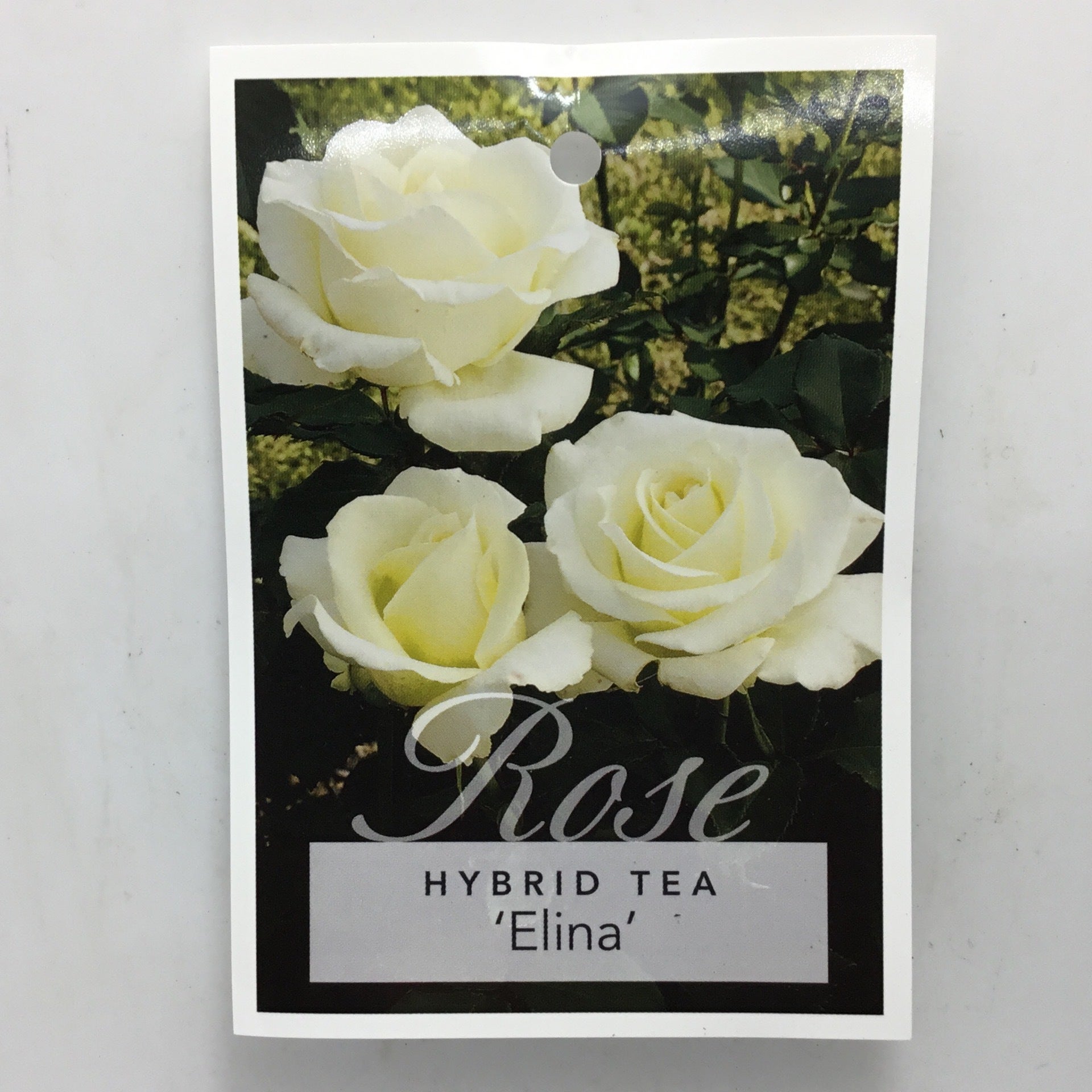 Elina Standard Rose | Formosa Gardens Nursery, Ballarat