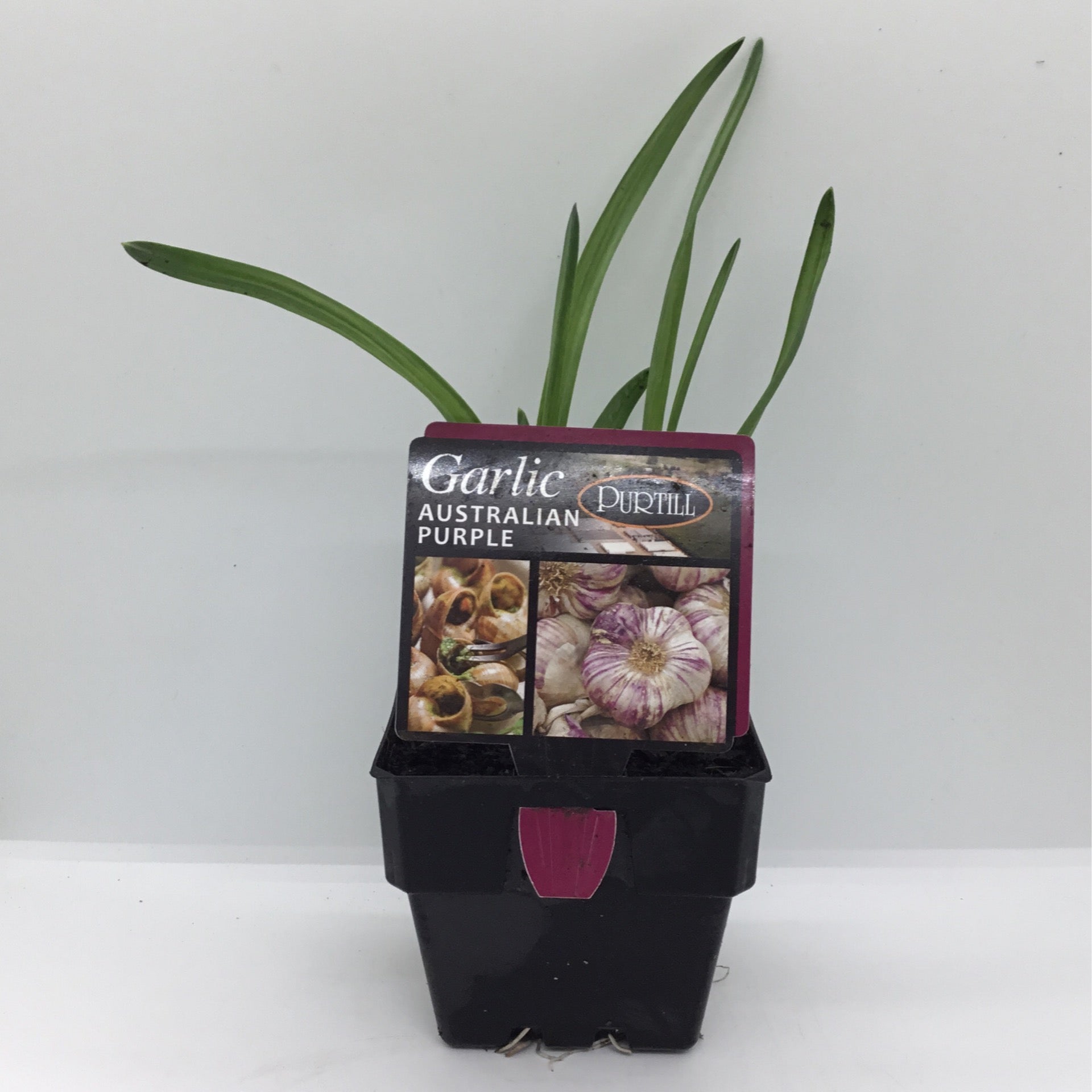 Garlic Australian Purple | Formosa Gardens Nursery, Ballarat