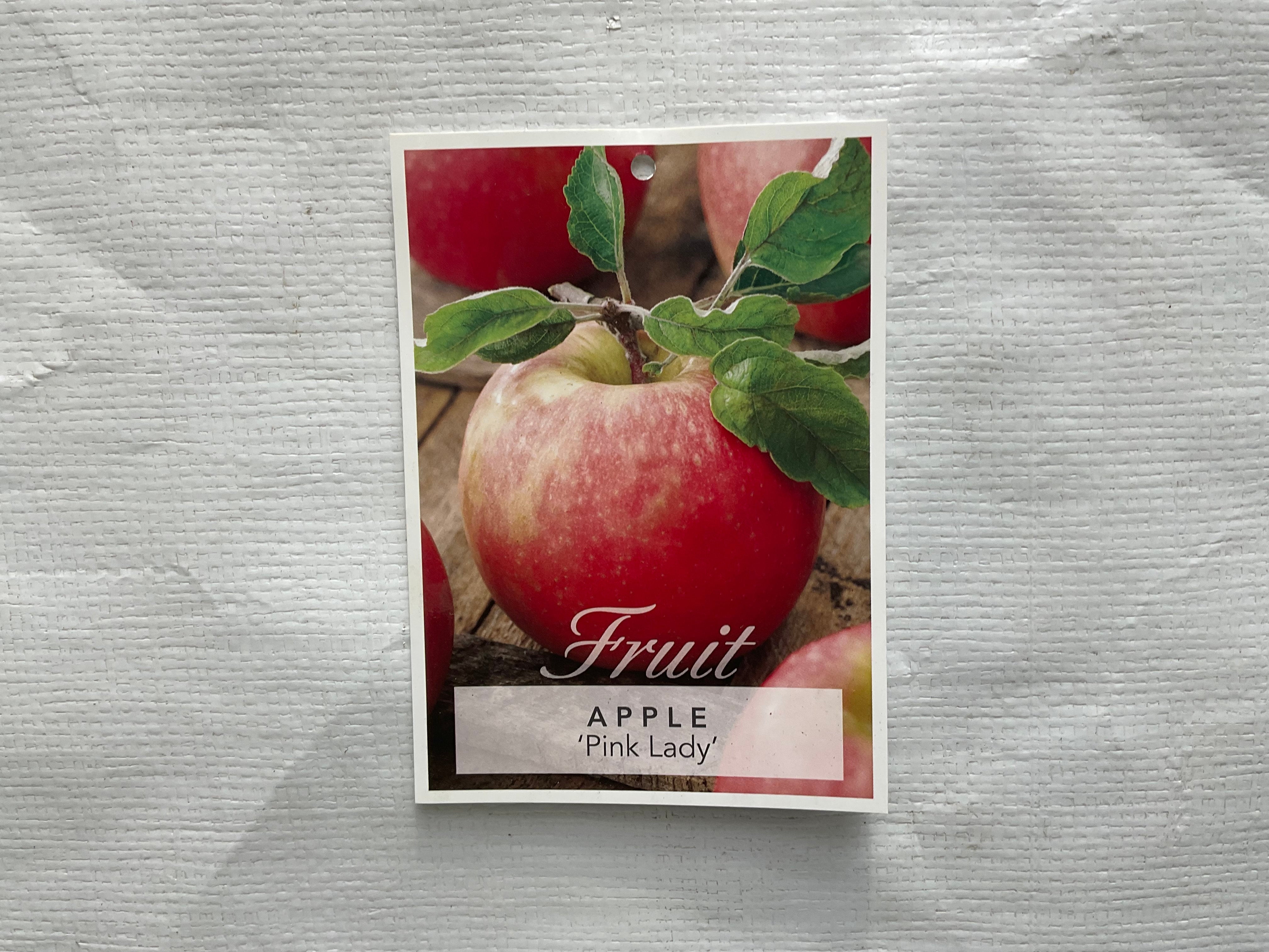 Apple Pink Lady | Formosa Gardens Nursery, Ballarat