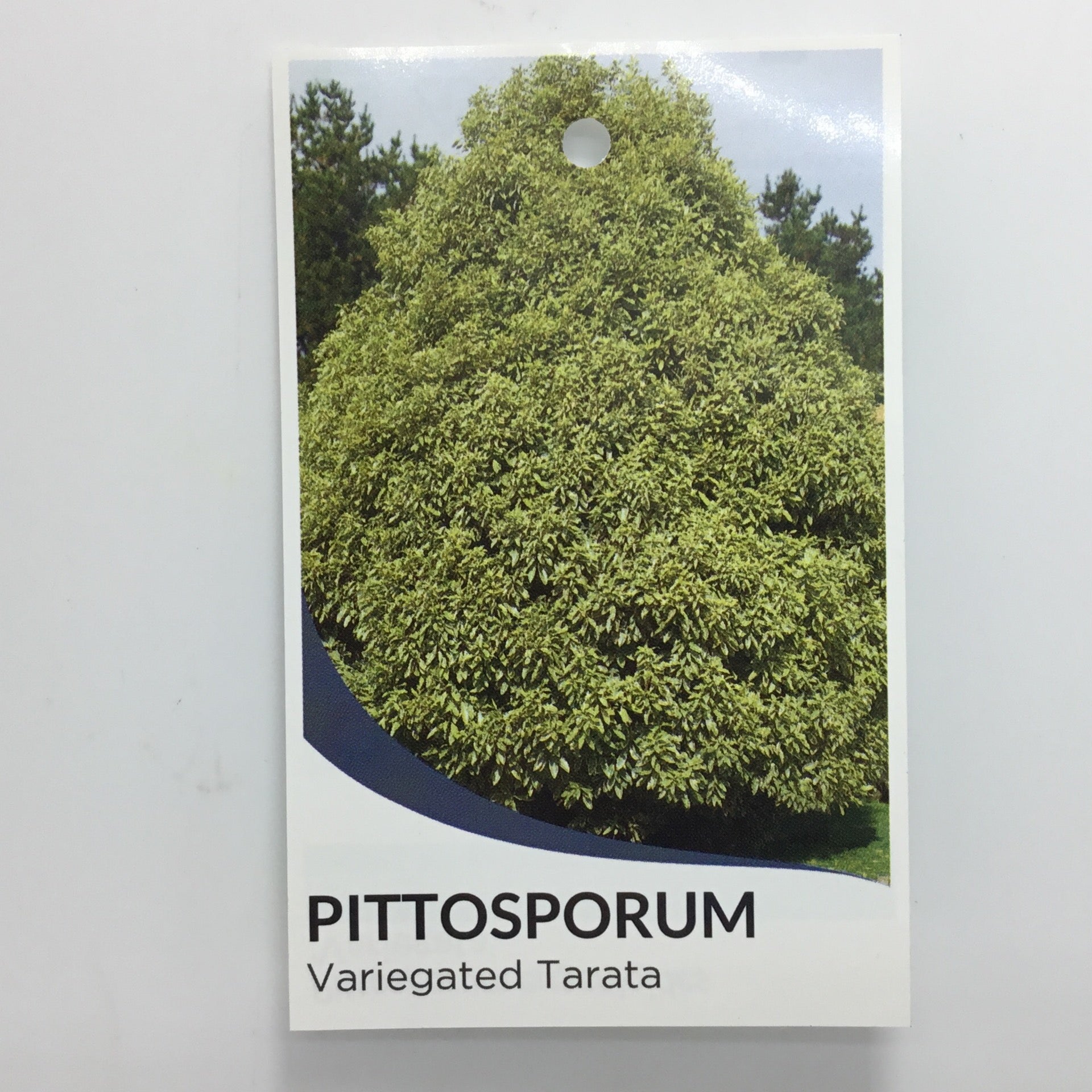 pittosporum variegated tarata