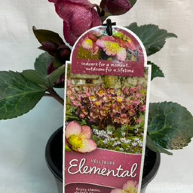 Online Store | Formosa Gardens Nursery, Ballarat