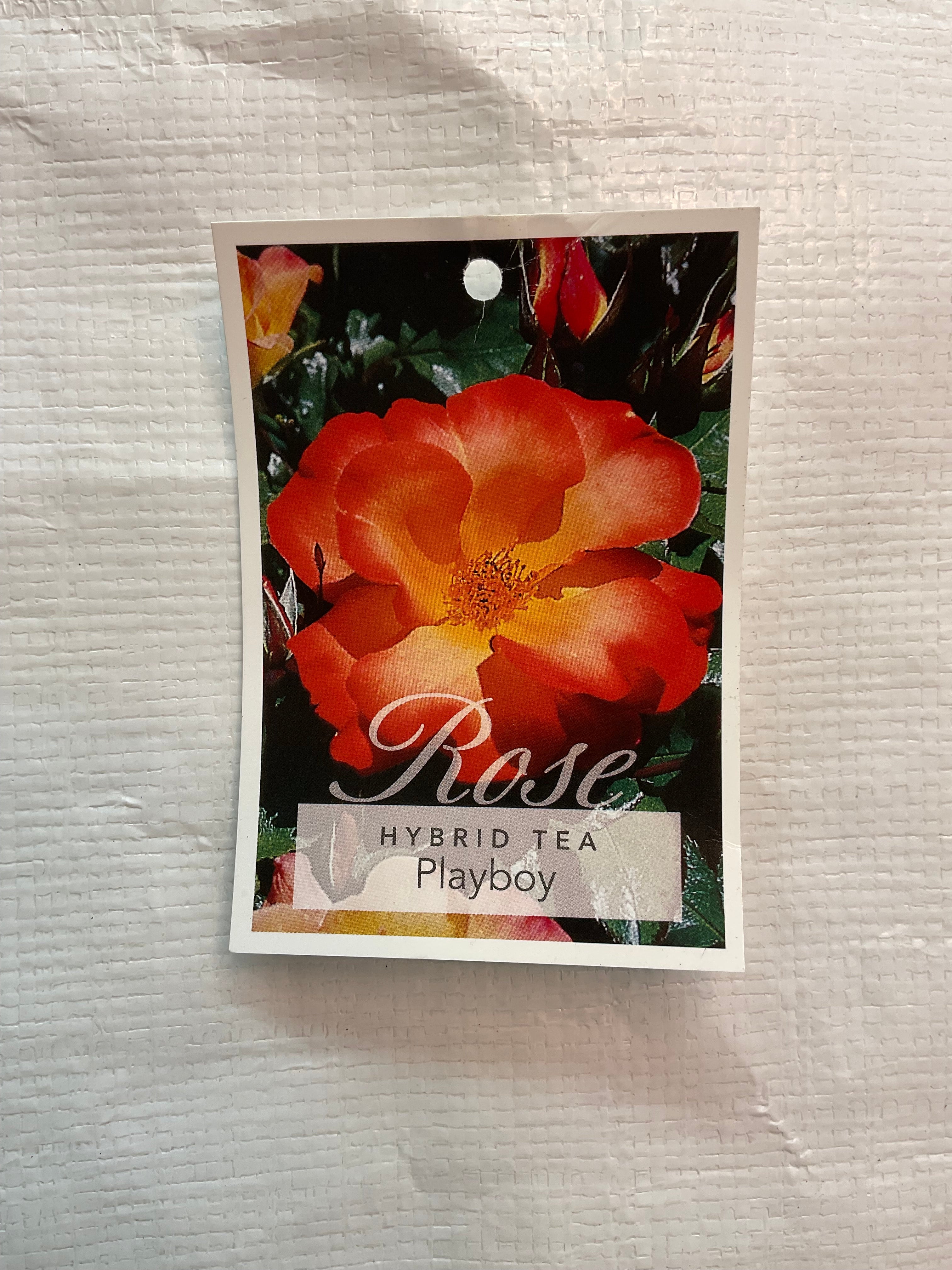 Playboy Standard Rose | Formosa Gardens Nursery, Ballarat