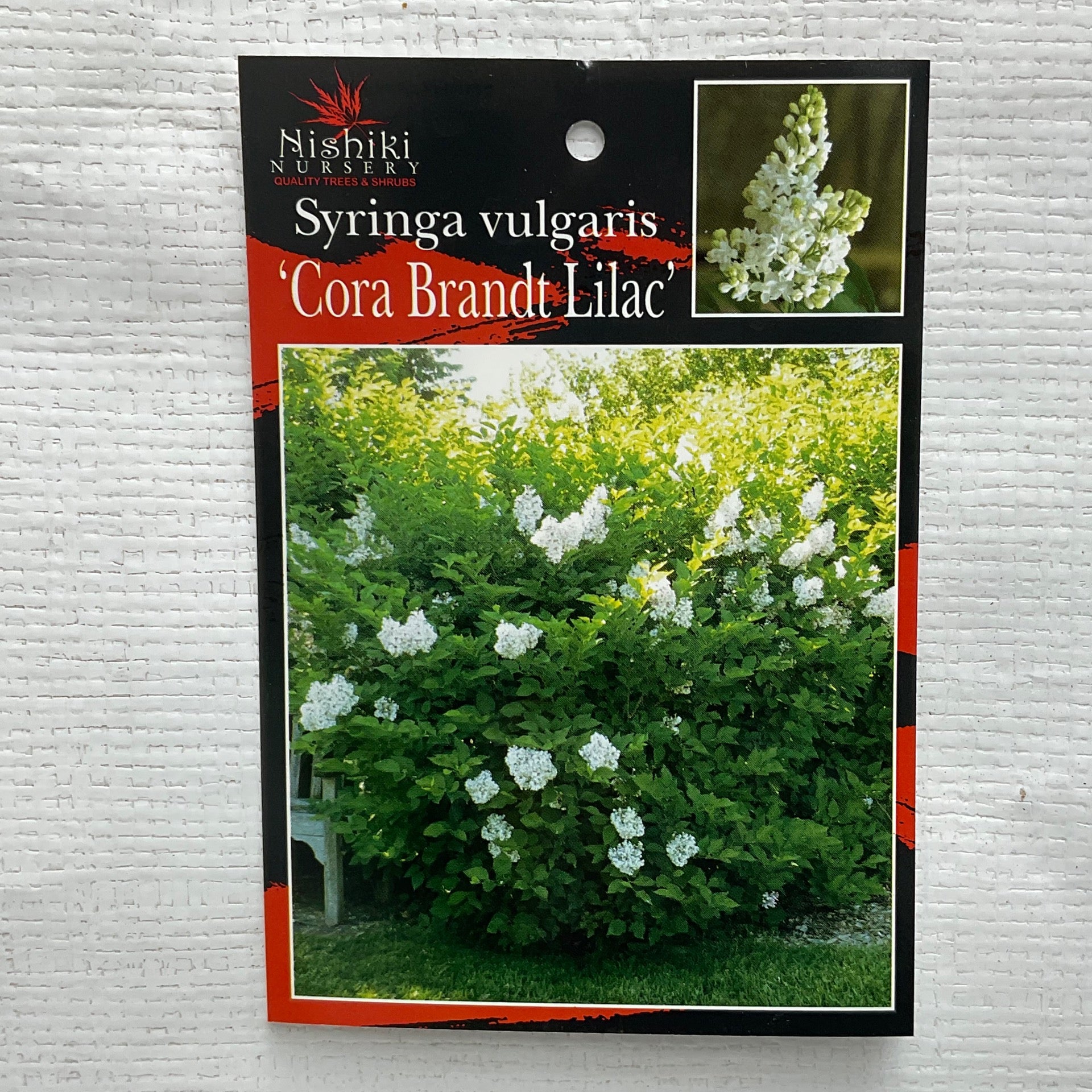 Lilac Cora Brant Syringa vulgaris | Formosa Gardens Nursery, Ballarat