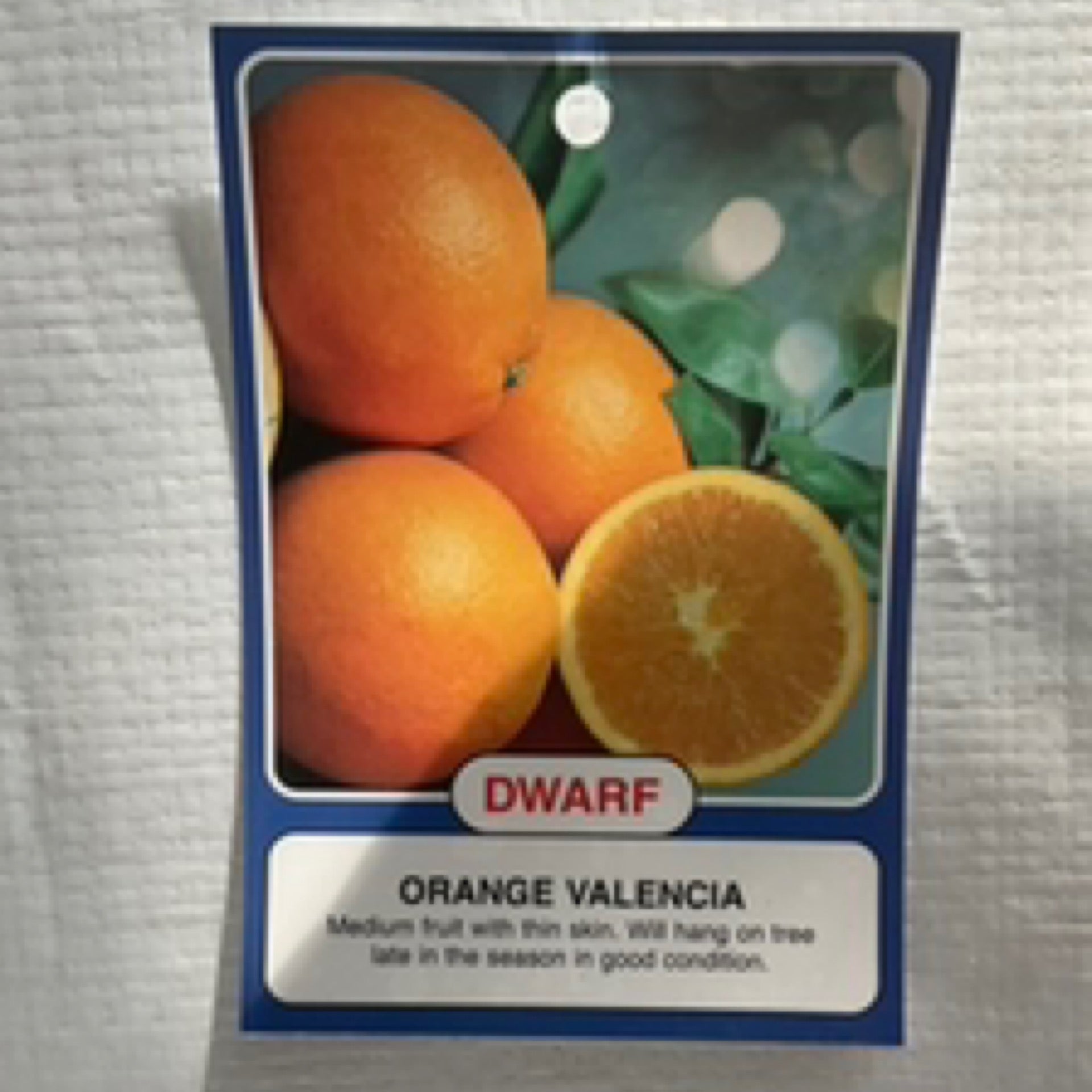 Orange Valencia Dwarf | Formosa Gardens Nursery, Ballarat