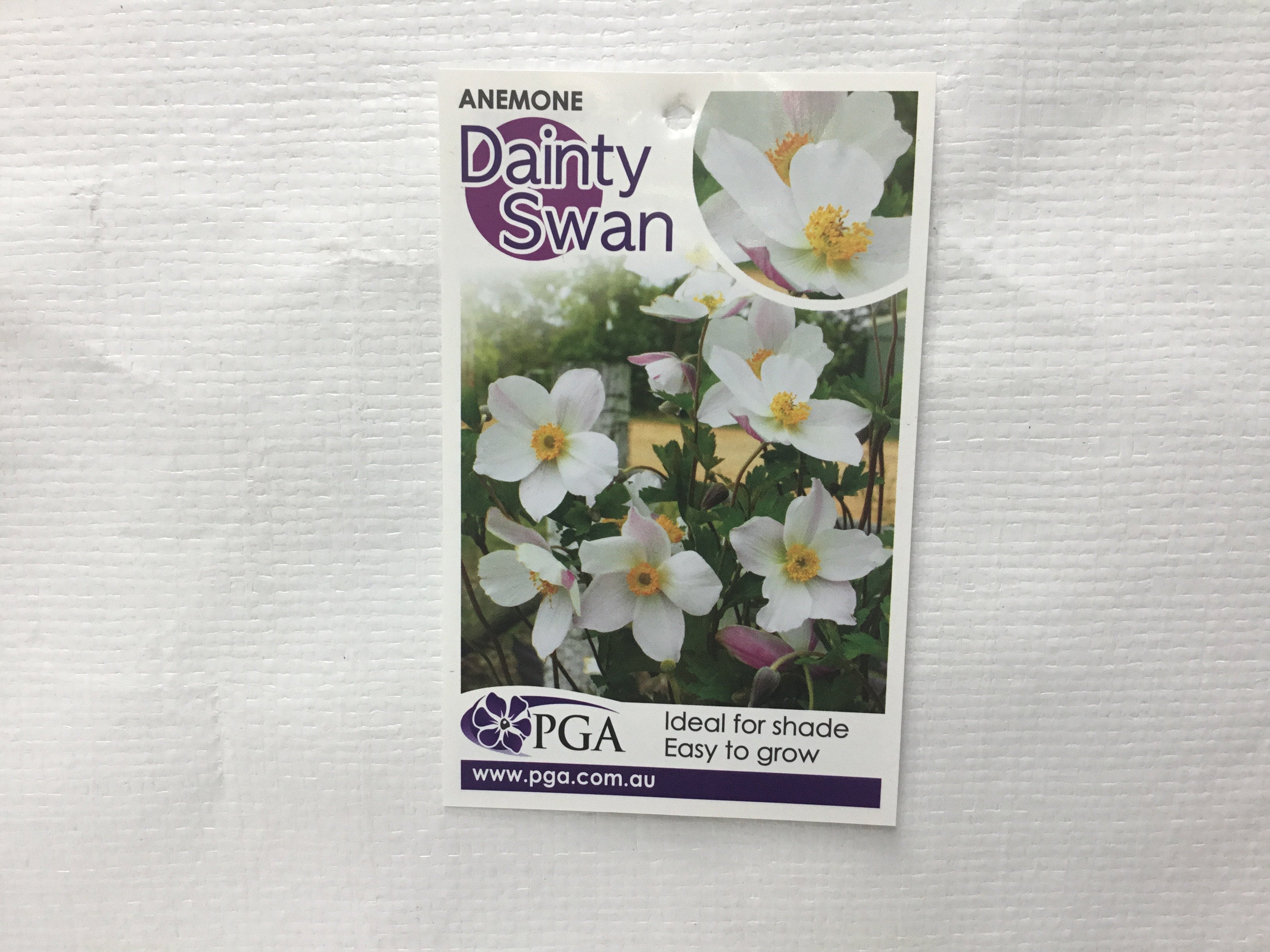Anemone Dainty Swan Windflowers | Formosa Gardens Nursery, Ballarat