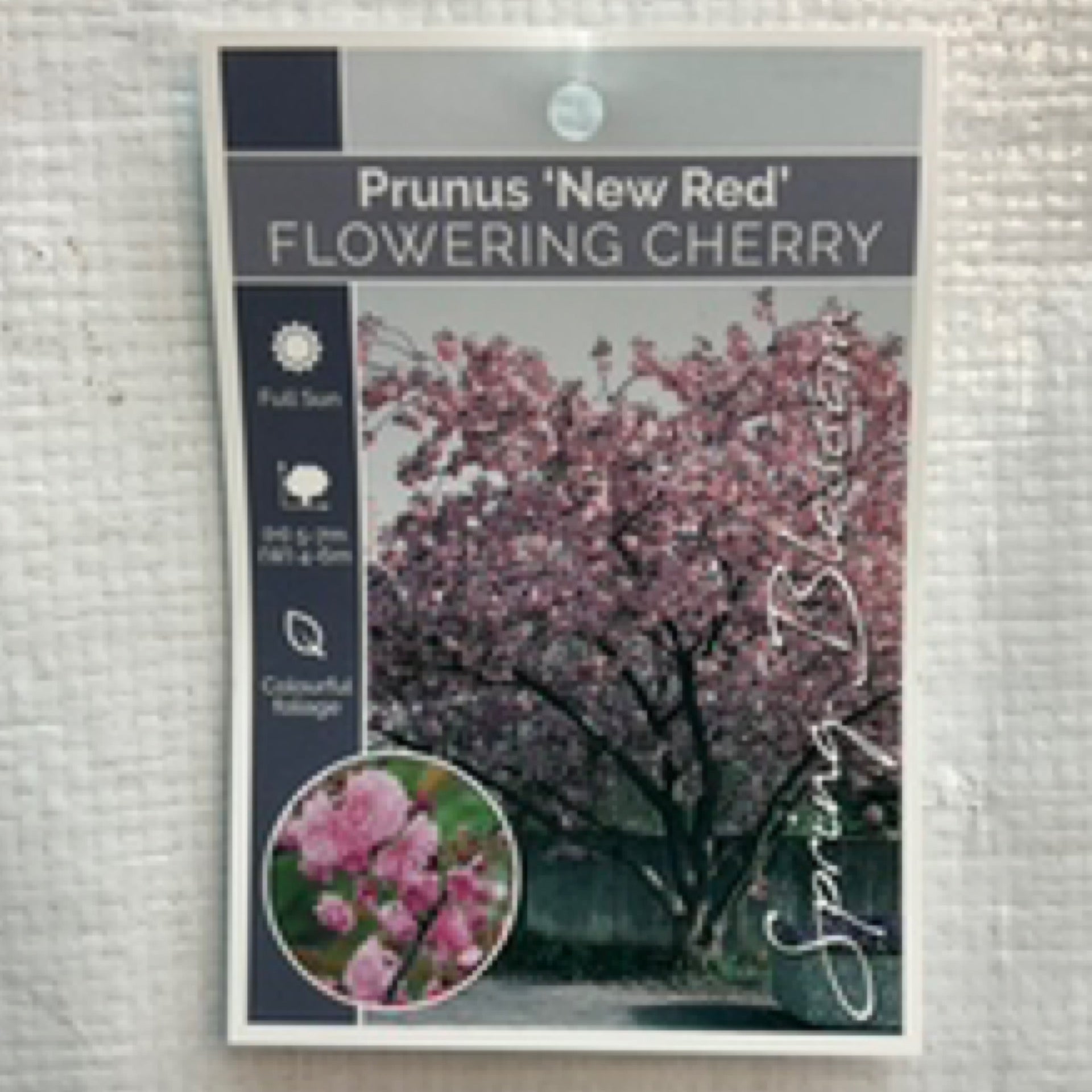 Upright Flowering Cherry New Red | Formosa Gardens Nursery, Ballarat