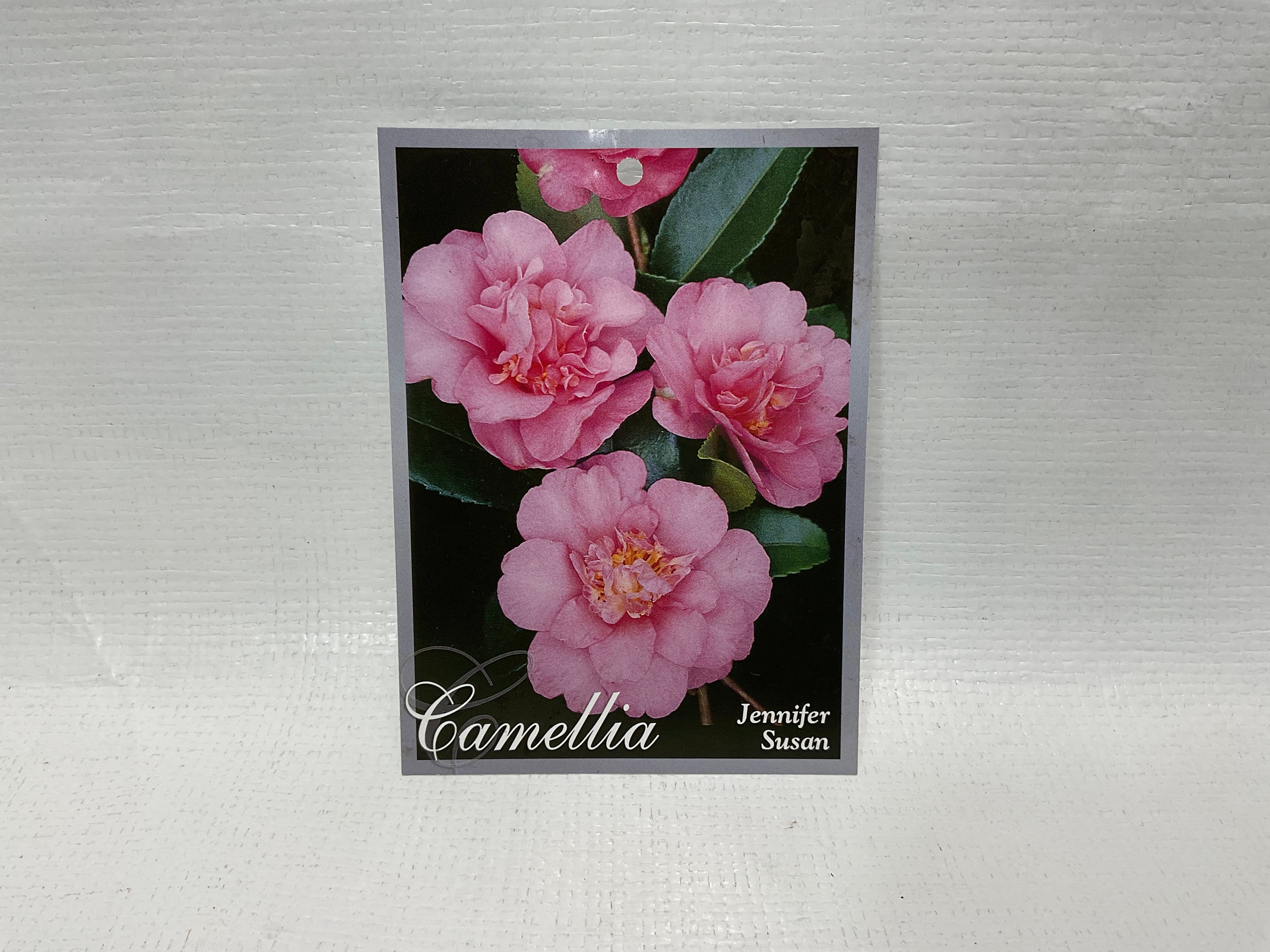 Camellia jennifer susan sansanqua | Formosa Gardens Nursery, Ballarat