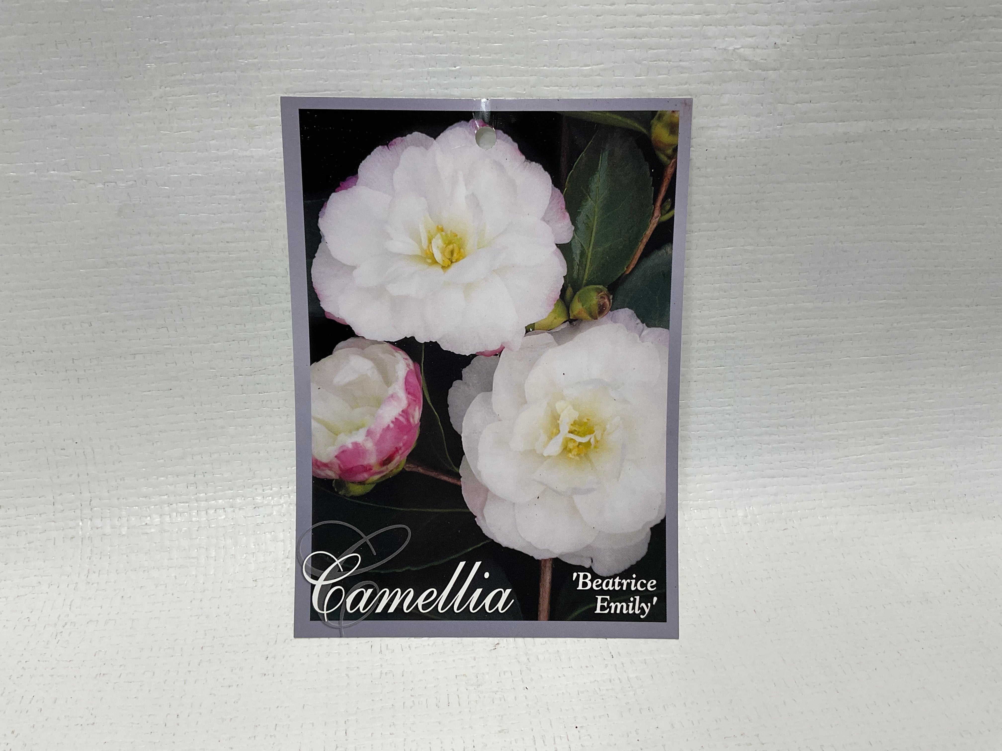 Beatrice Emily Camellia | Formosa Gardens Nursery, Ballarat