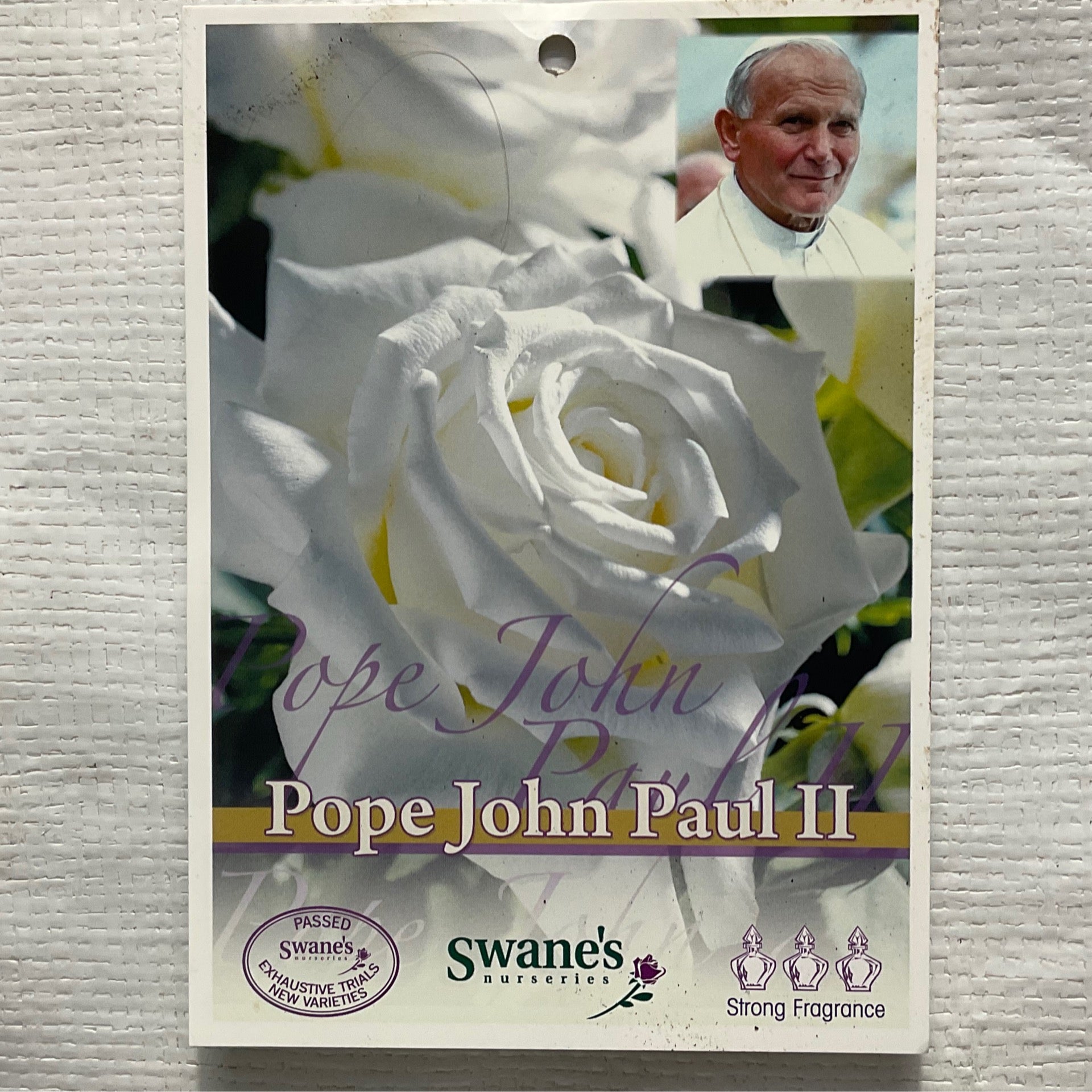 Pope John Paul 2 | Formosa Gardens Nursery, Ballarat