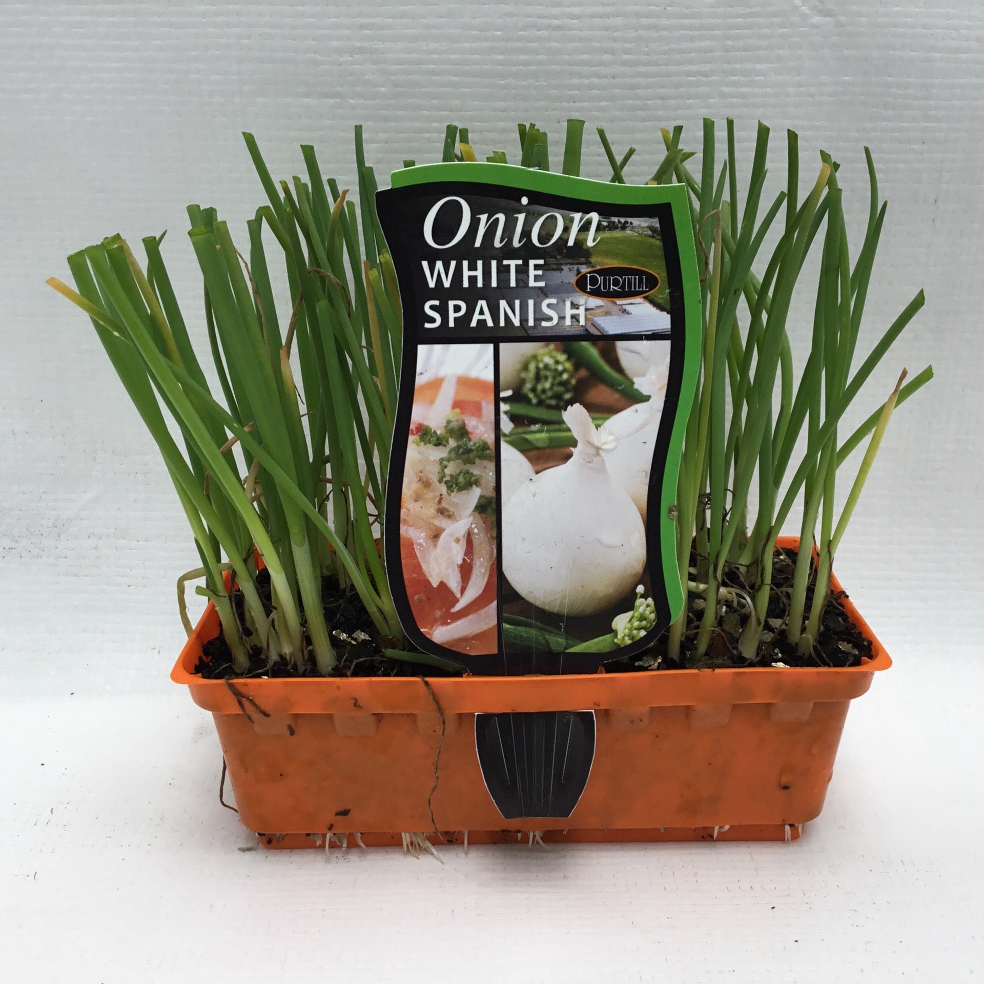 Onion white spanish | Formosa Gardens Nursery, Ballarat