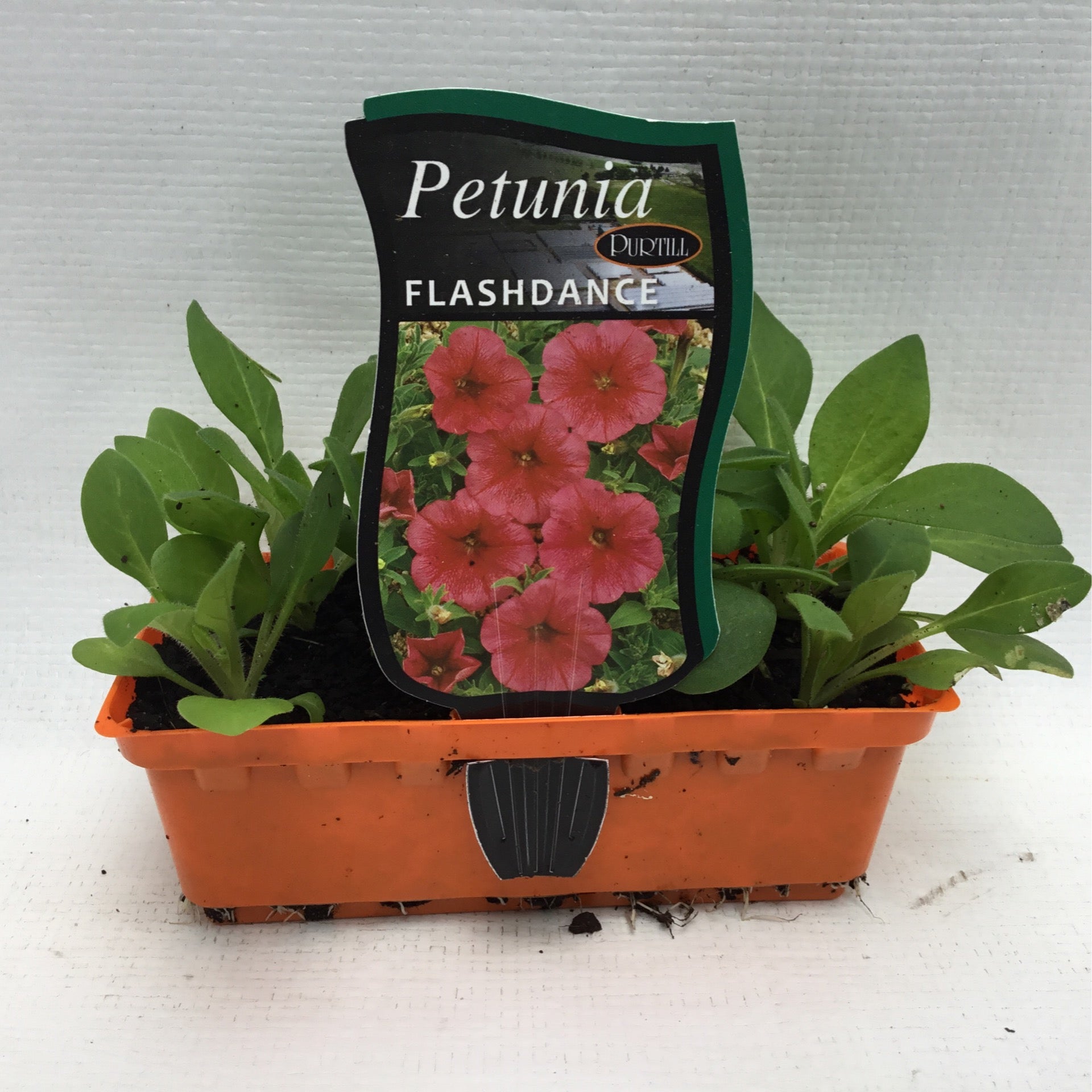 Petunia flashdance | Formosa Gardens Nursery, Ballarat