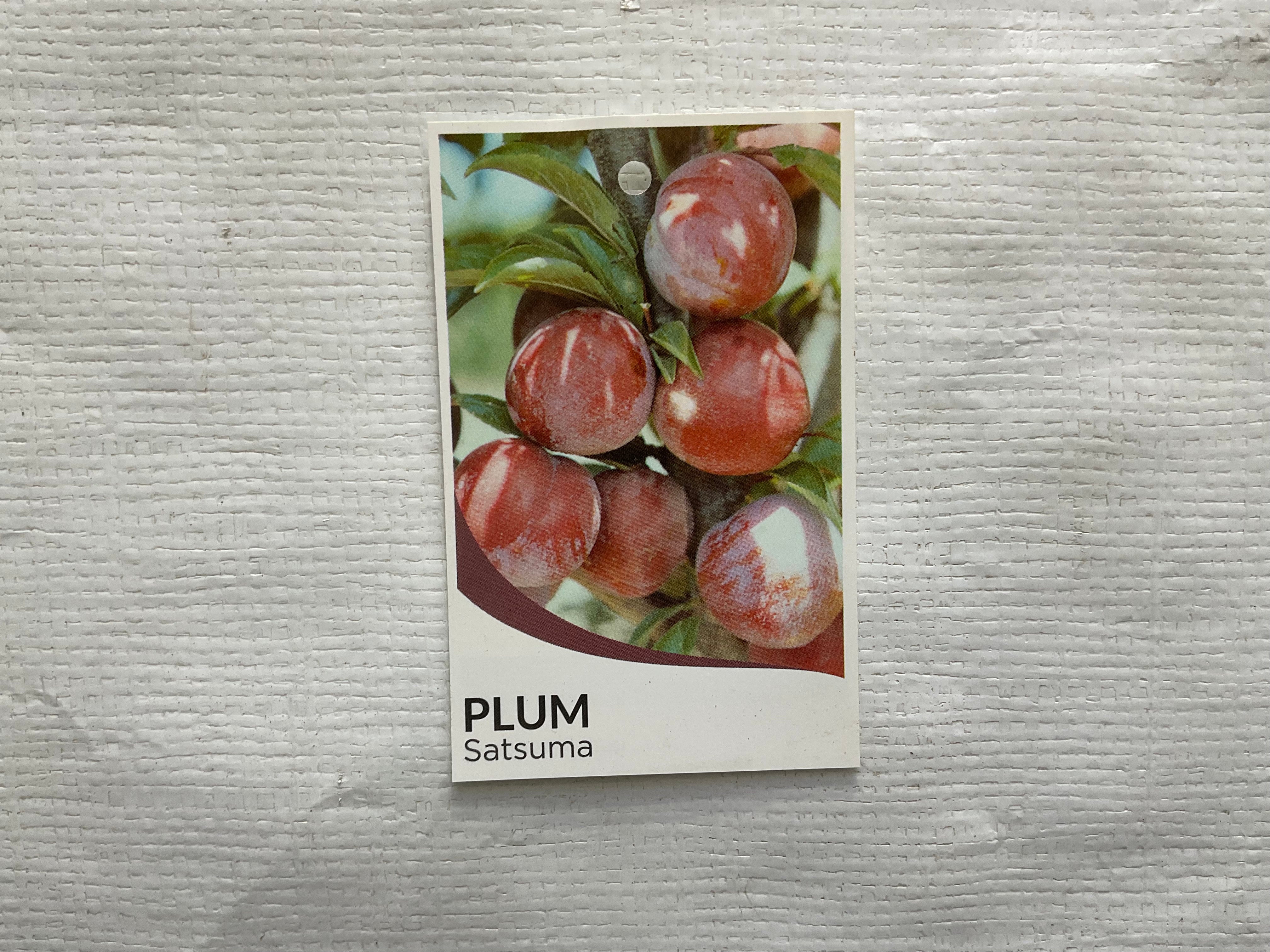 Plum Satsuma | Formosa Gardens Nursery, Ballarat