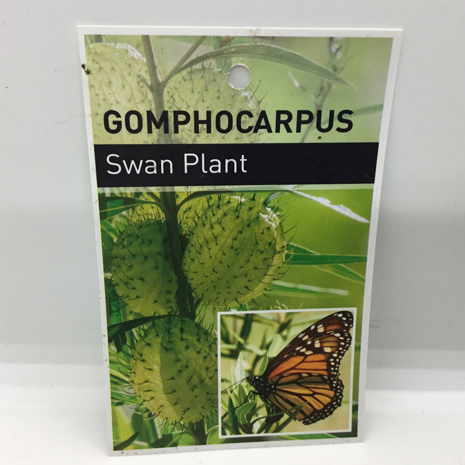 Swan plant gomphocarpus | Formosa Gardens Nursery, Ballarat