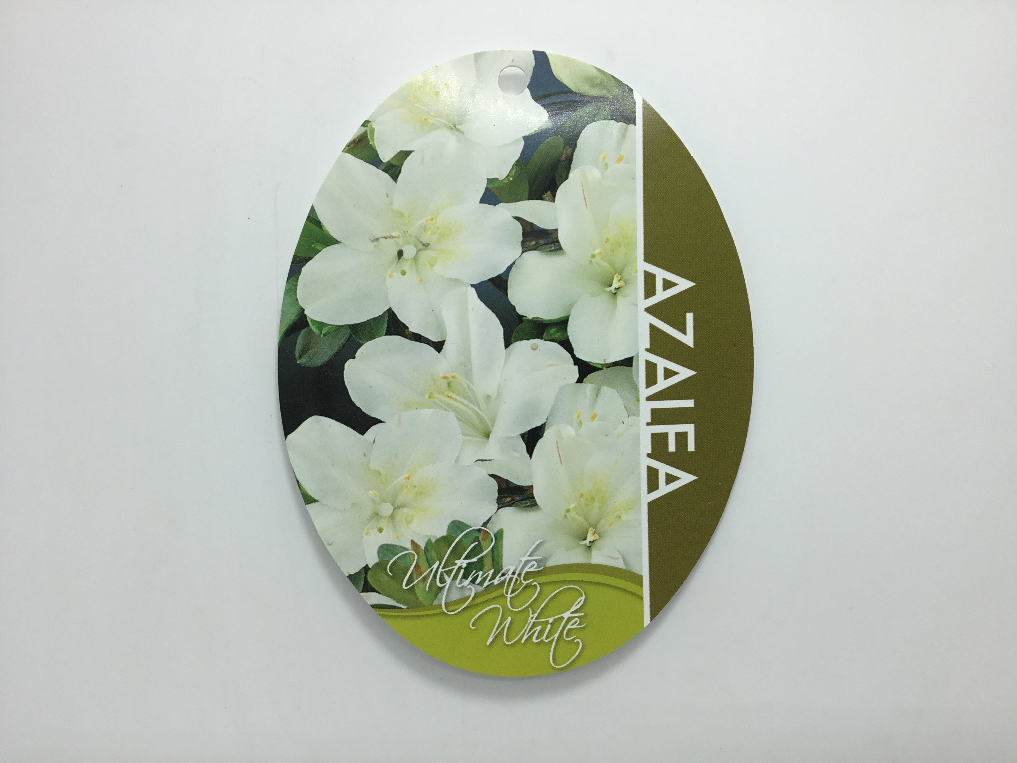 Azalea Ultimate White | Formosa Gardens Nursery, Ballarat