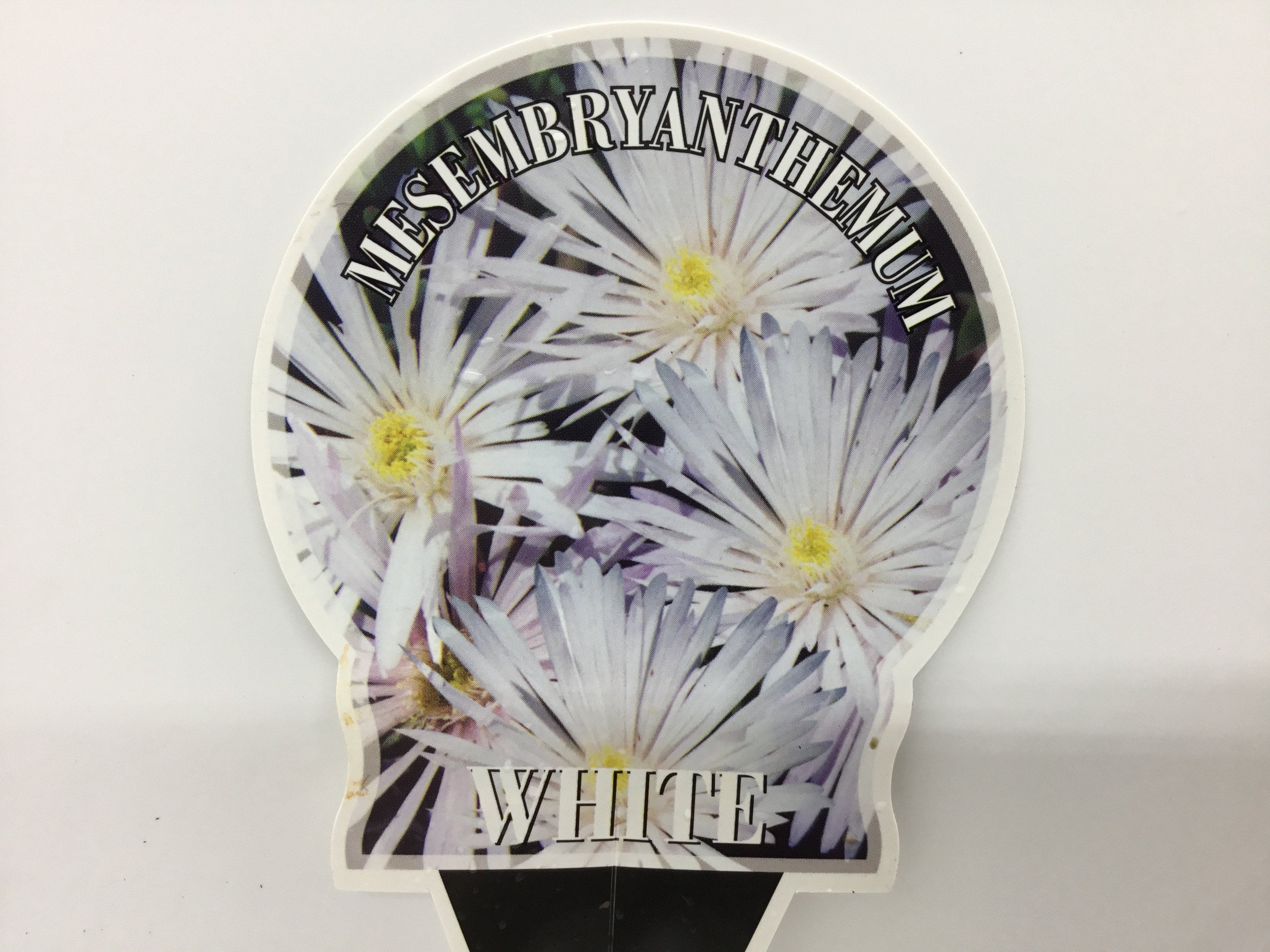 Pigface white mesembryanthemum | Formosa Gardens Nursery, Ballarat