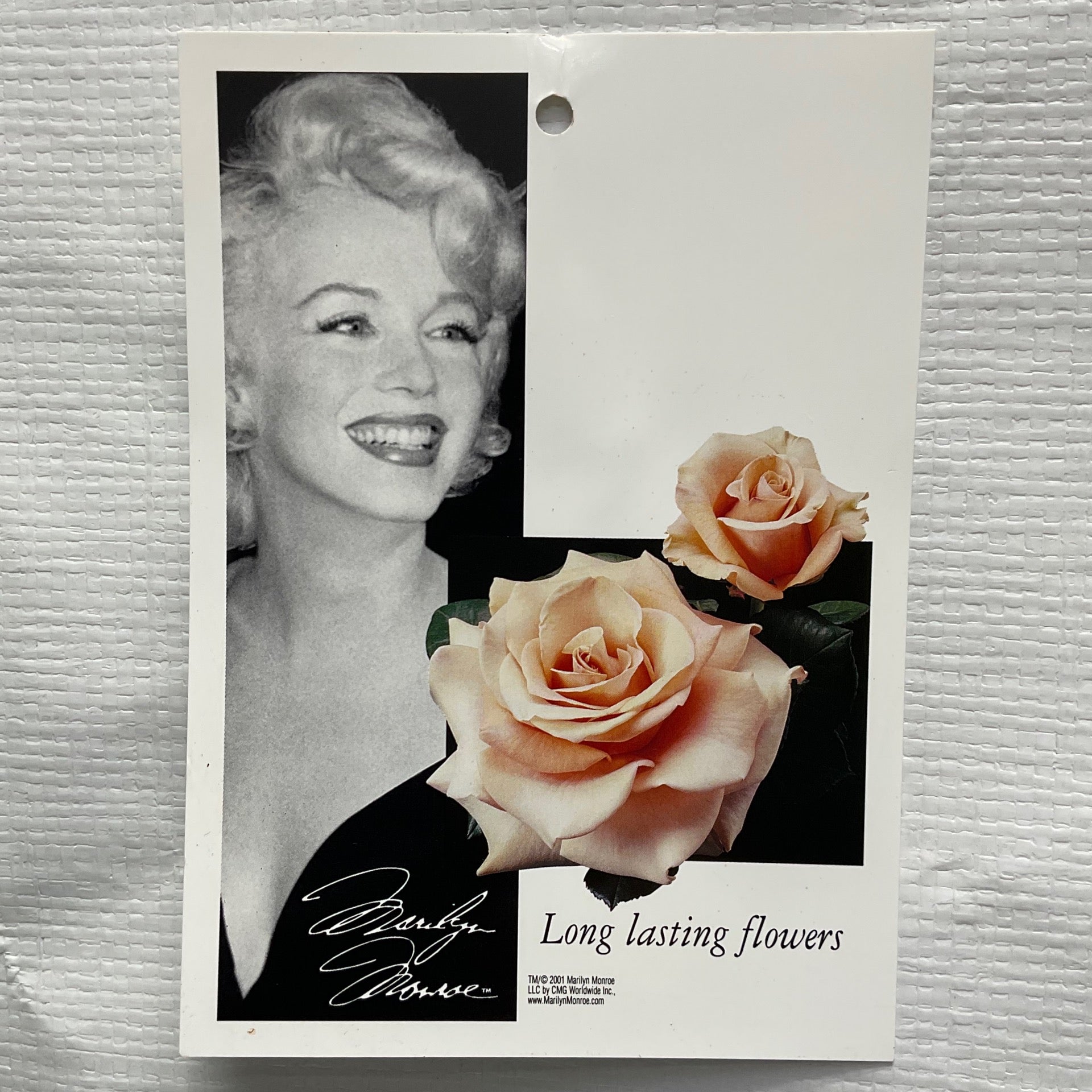 Marilyn Monroe Bush Rose | Formosa Gardens Nursery, Ballarat