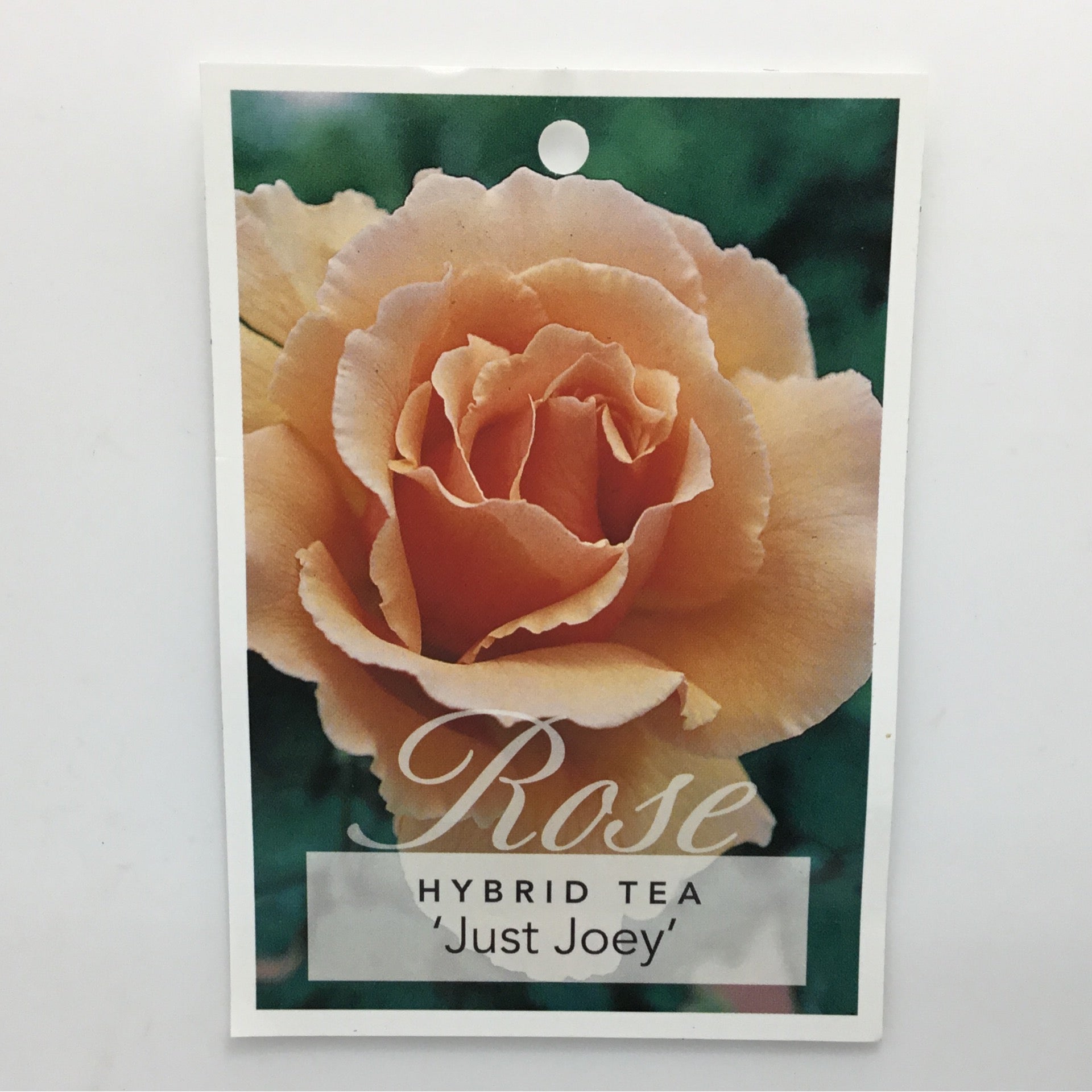 Just Joey Standard Rose | Formosa Gardens Nursery, Ballarat