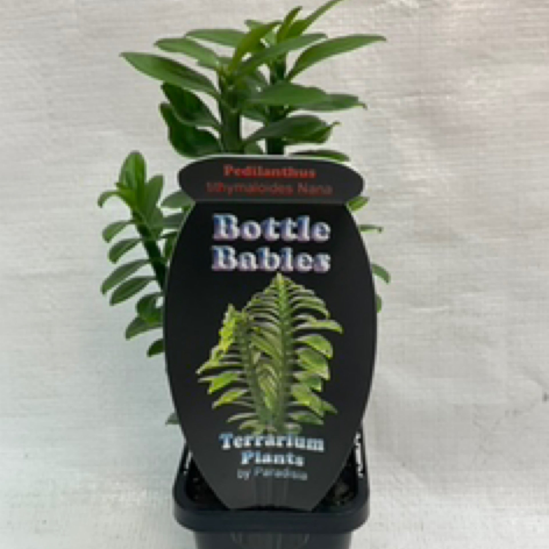 Pedilanthus tithymaloides nana Dwarf Devils Backbone | Formosa Gardens ...