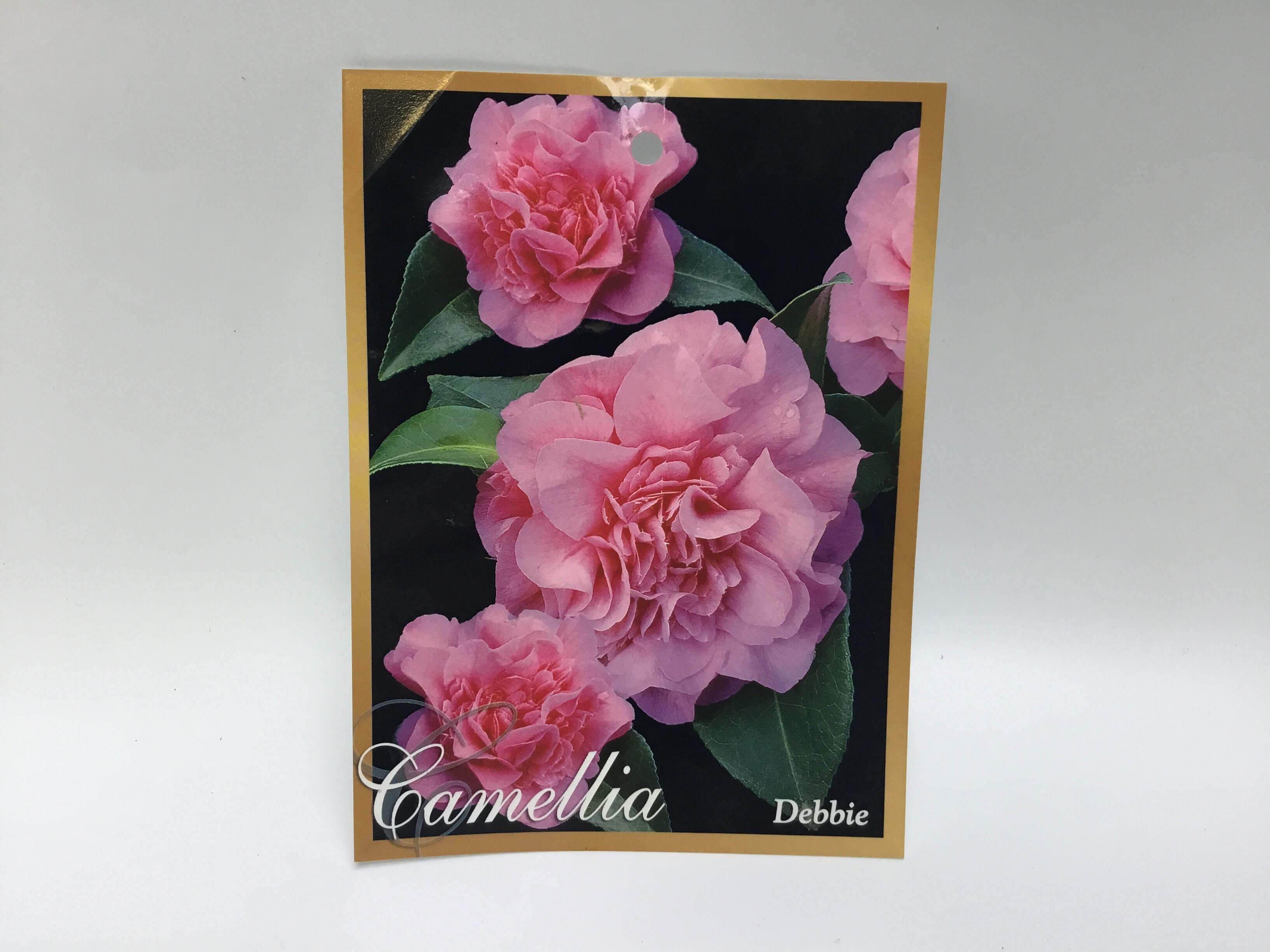 Debbie Camellia | Formosa Gardens Nursery, Ballarat