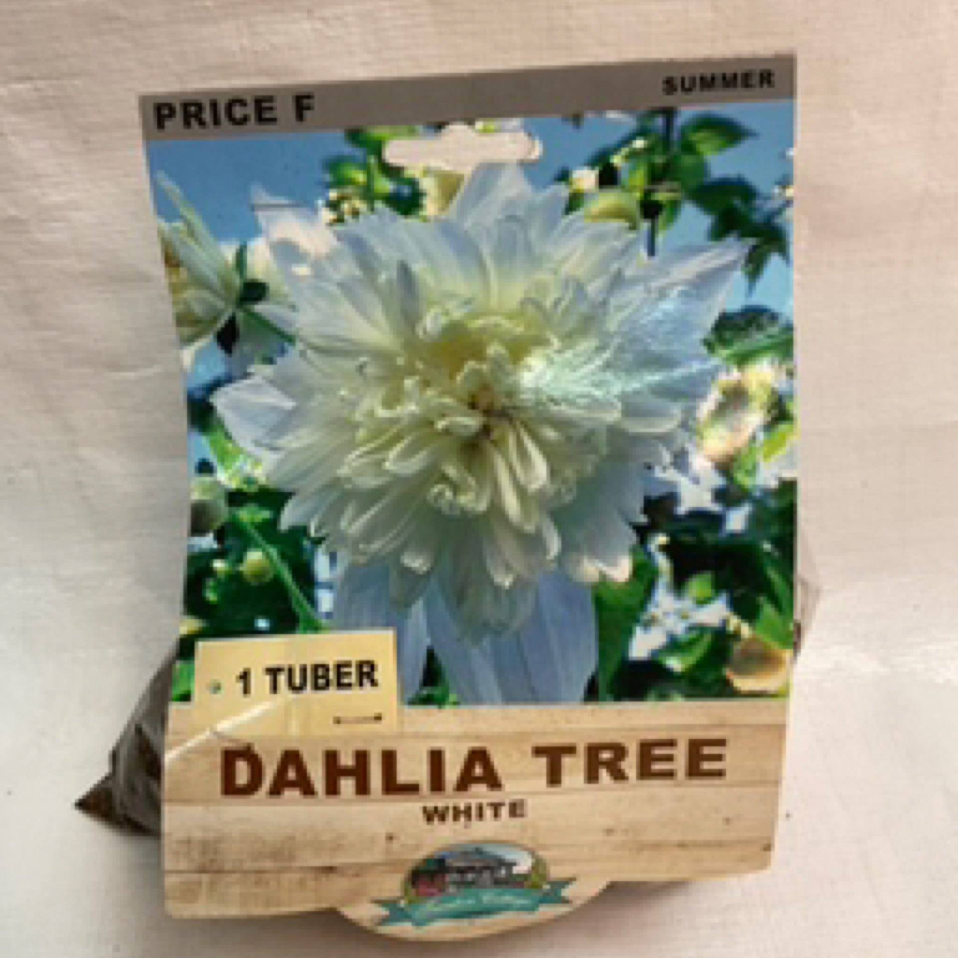 Dahlia Tree White | Formosa Gardens Nursery, Ballarat