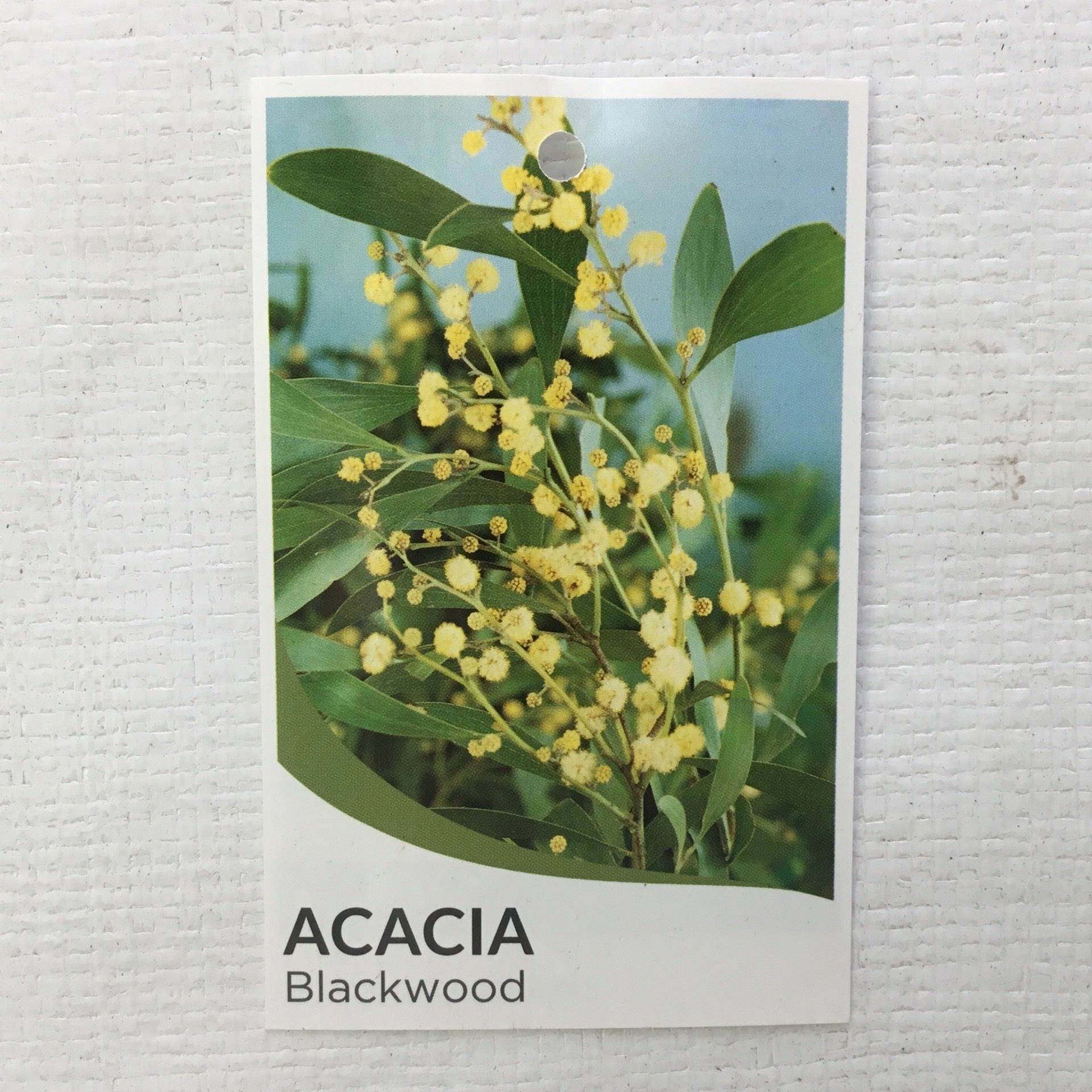Acacia Blackwood Melanoxylon | Formosa Gardens Nursery, Ballarat