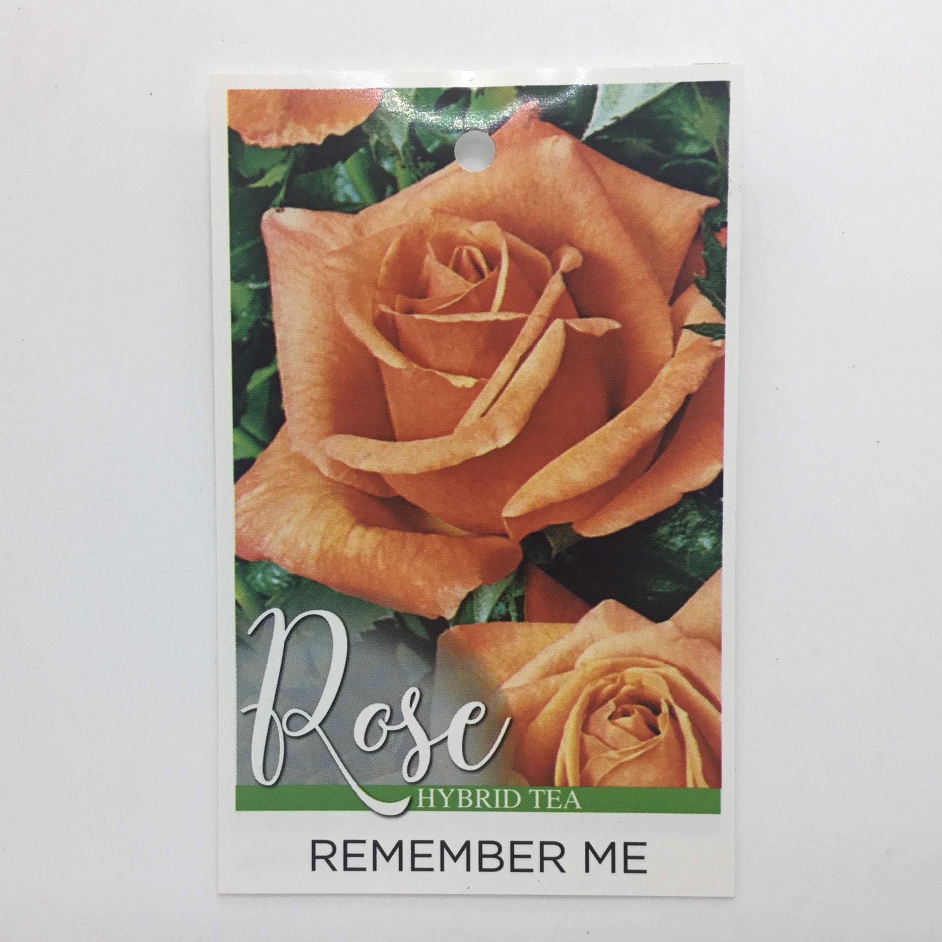 Remember Me Standard Rose | Formosa Gardens Nursery, Ballarat