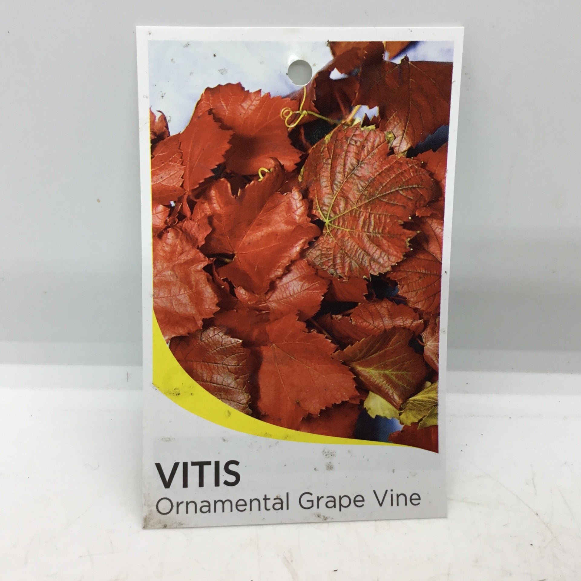 Ornamental grapevine vitis | Formosa Gardens Nursery, Ballarat
