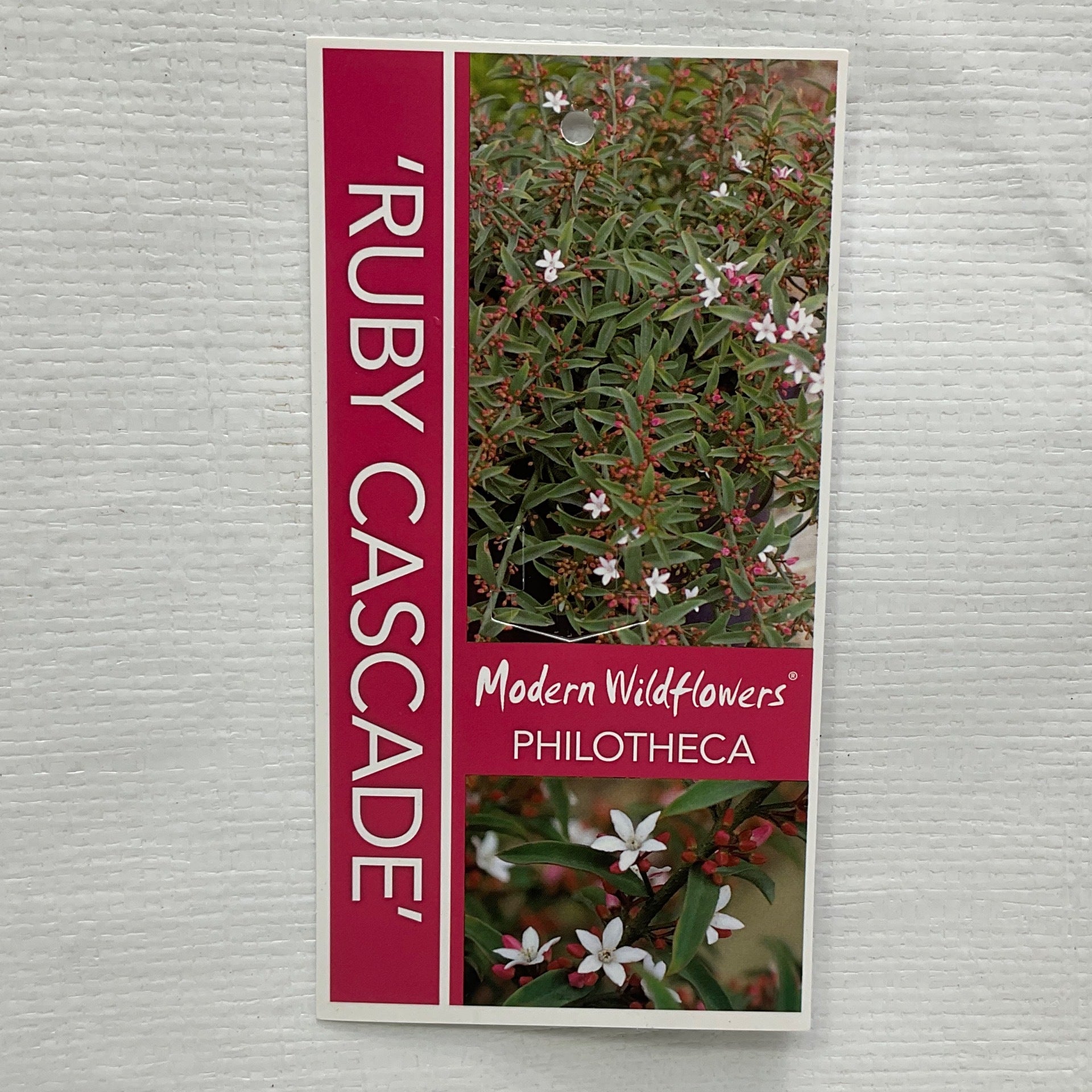 Philotheca Ruby Cascade | Formosa Gardens Nursery, Ballarat