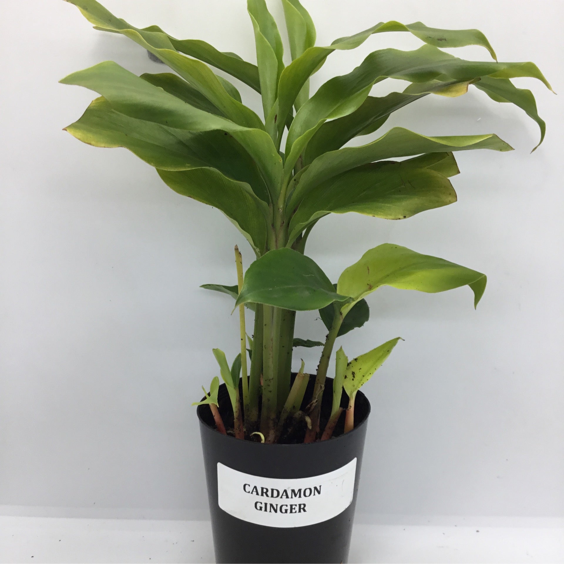 Ginger cardamon | Formosa Gardens Nursery, Ballarat