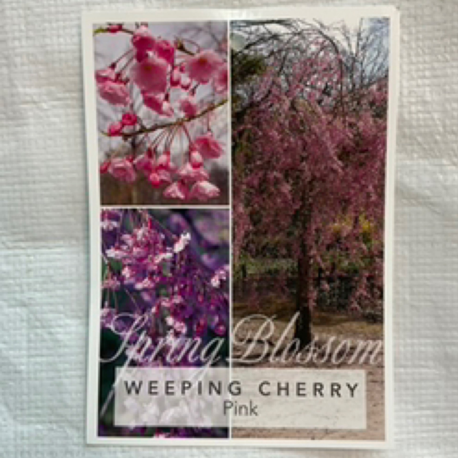 Weeping Cherry Pendula rosea Pink | Formosa Gardens Nursery, Ballarat