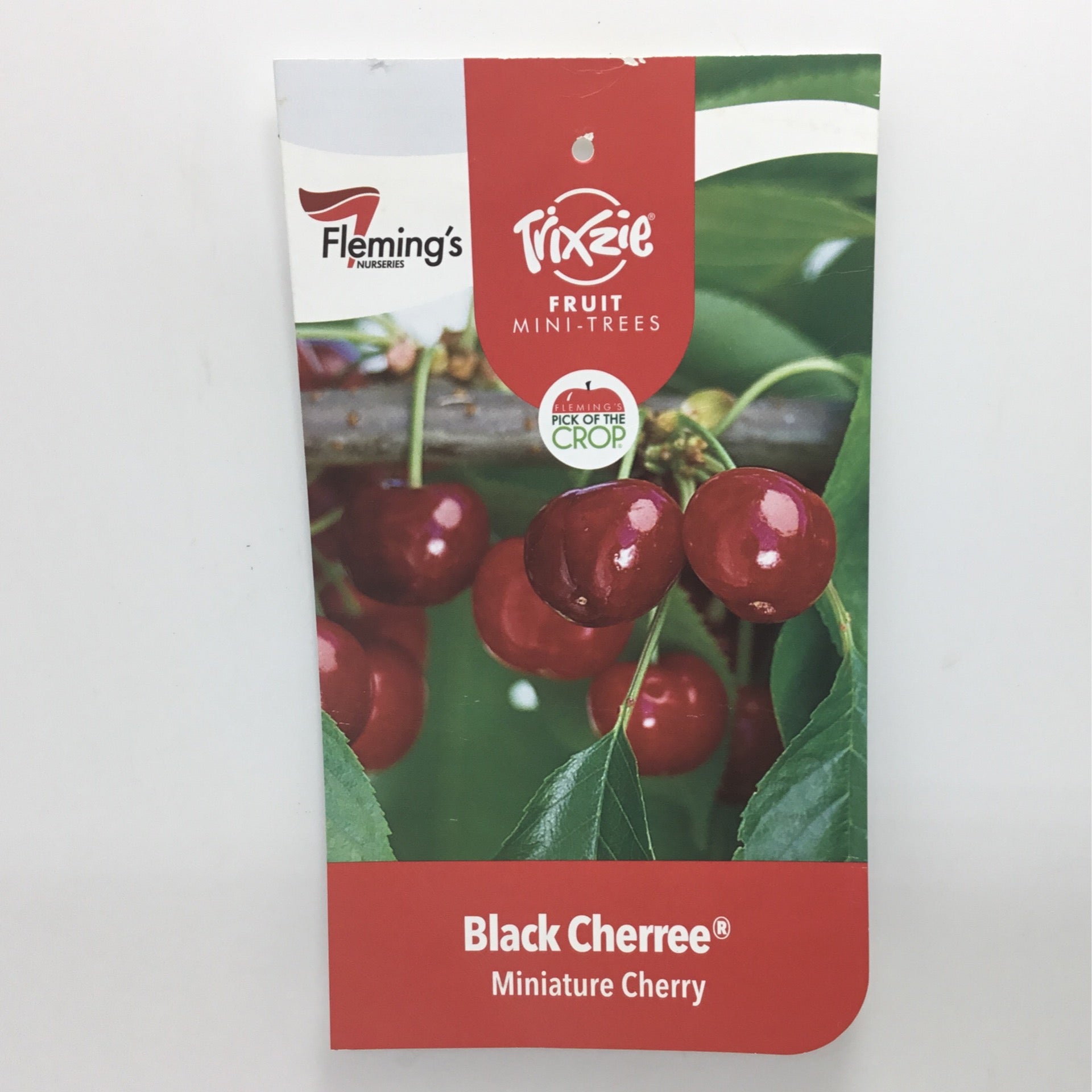 Cherry Black Cherree dwarf trixzie potted | Formosa Gardens Nursery ...