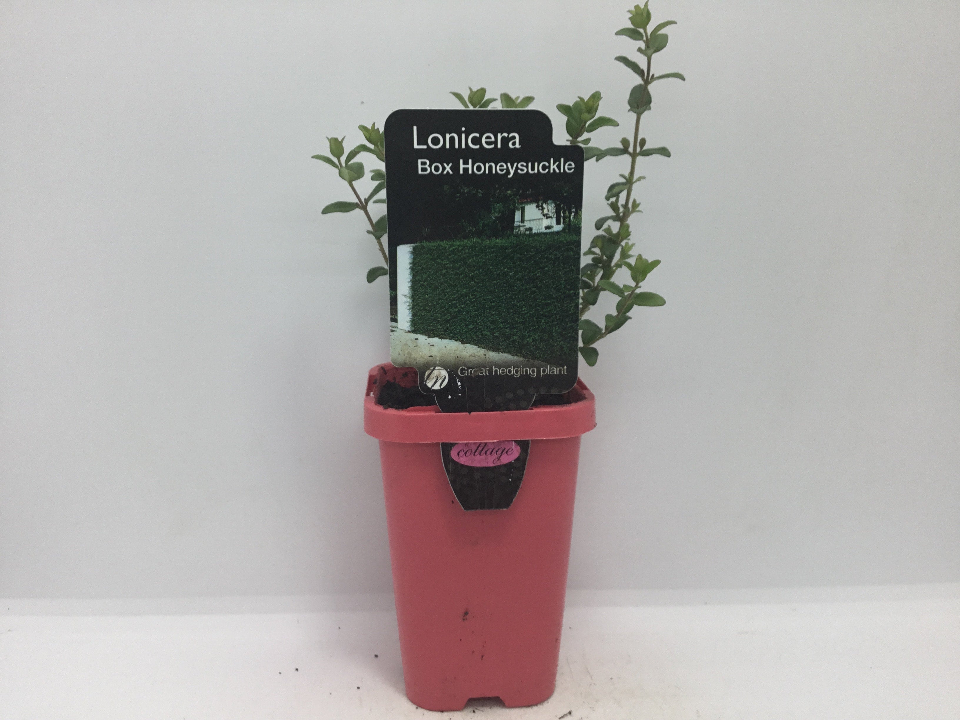 Lonicera Box Honeysuckle tube | Formosa Gardens Nursery, Ballarat