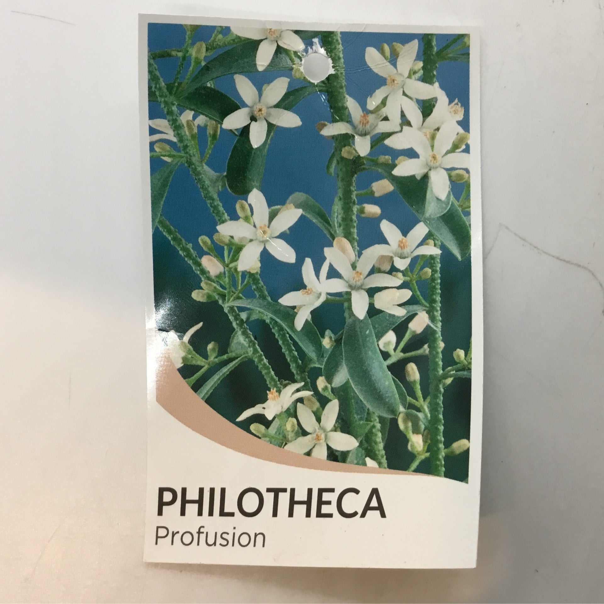 Philotheca profusion | Formosa Gardens Nursery, Ballarat