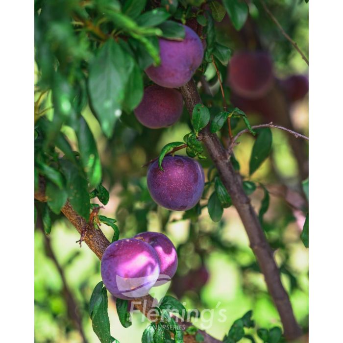Plum primetime | Formosa Gardens Nursery, Ballarat