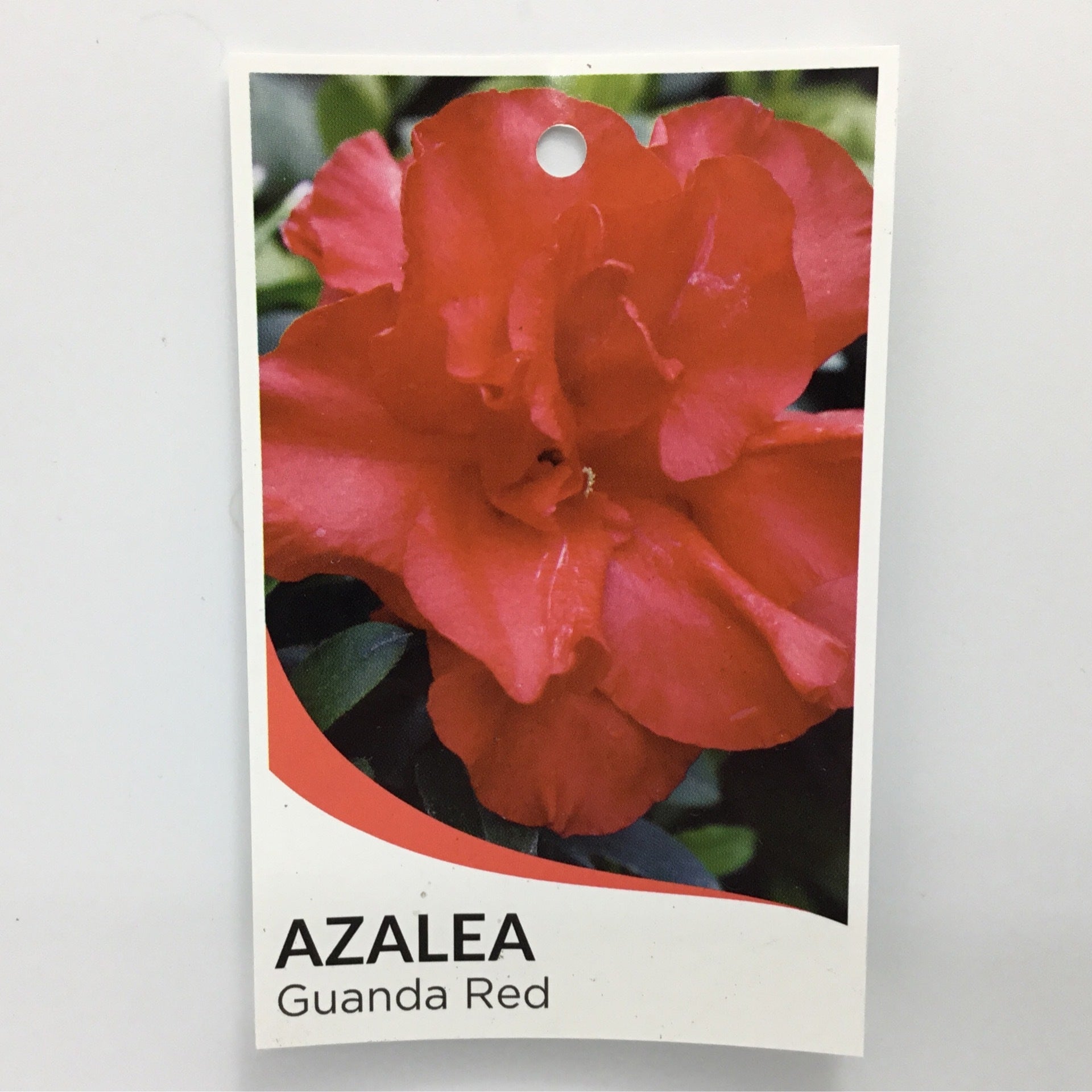 Azalea guanda red | Formosa Gardens Nursery, Ballarat