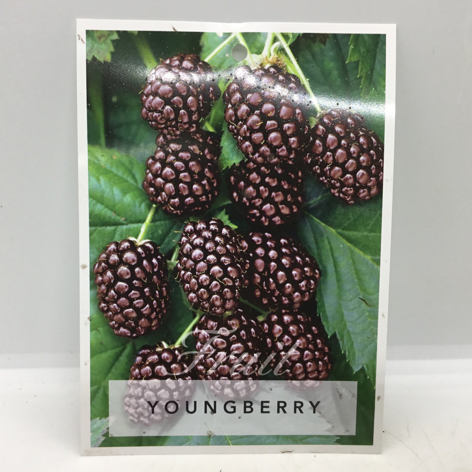 Youngberry | Formosa Gardens Nursery, Ballarat