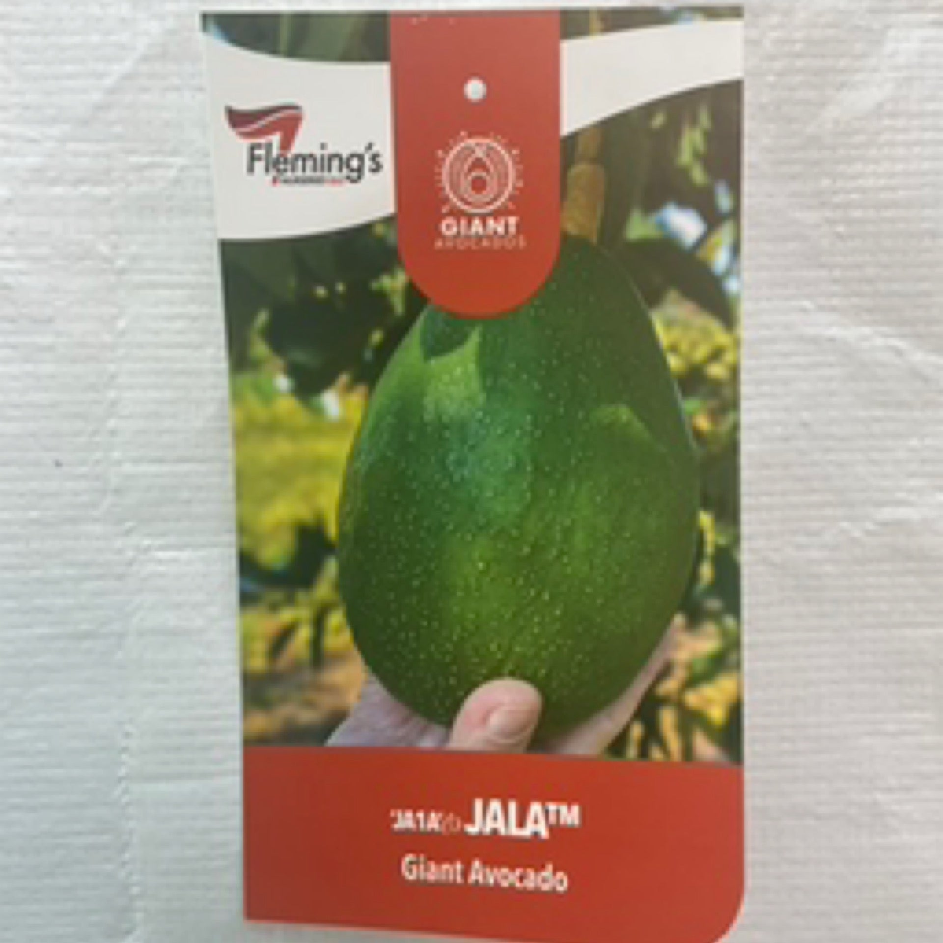 Avocado Giant Jala | Formosa Gardens Nursery, Ballarat