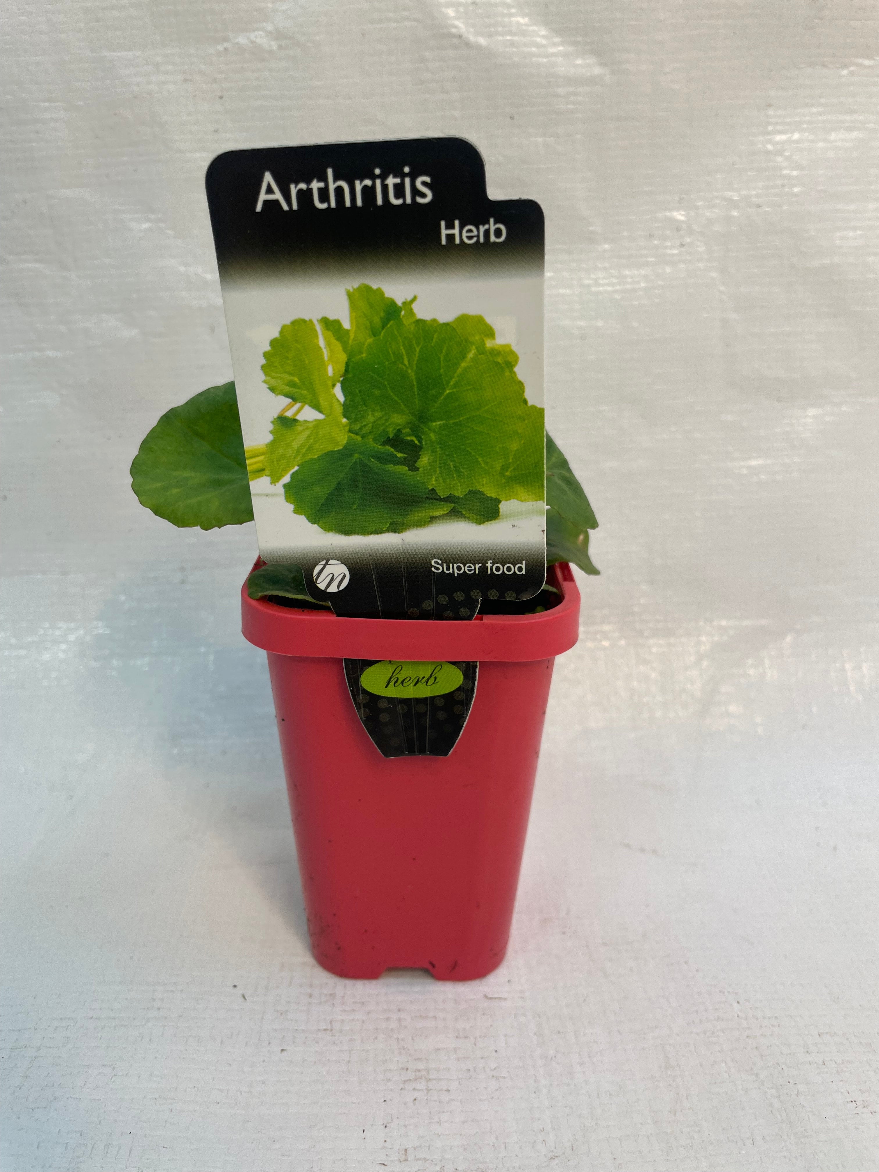 Arthritis Herb | Formosa Gardens Nursery, Ballarat