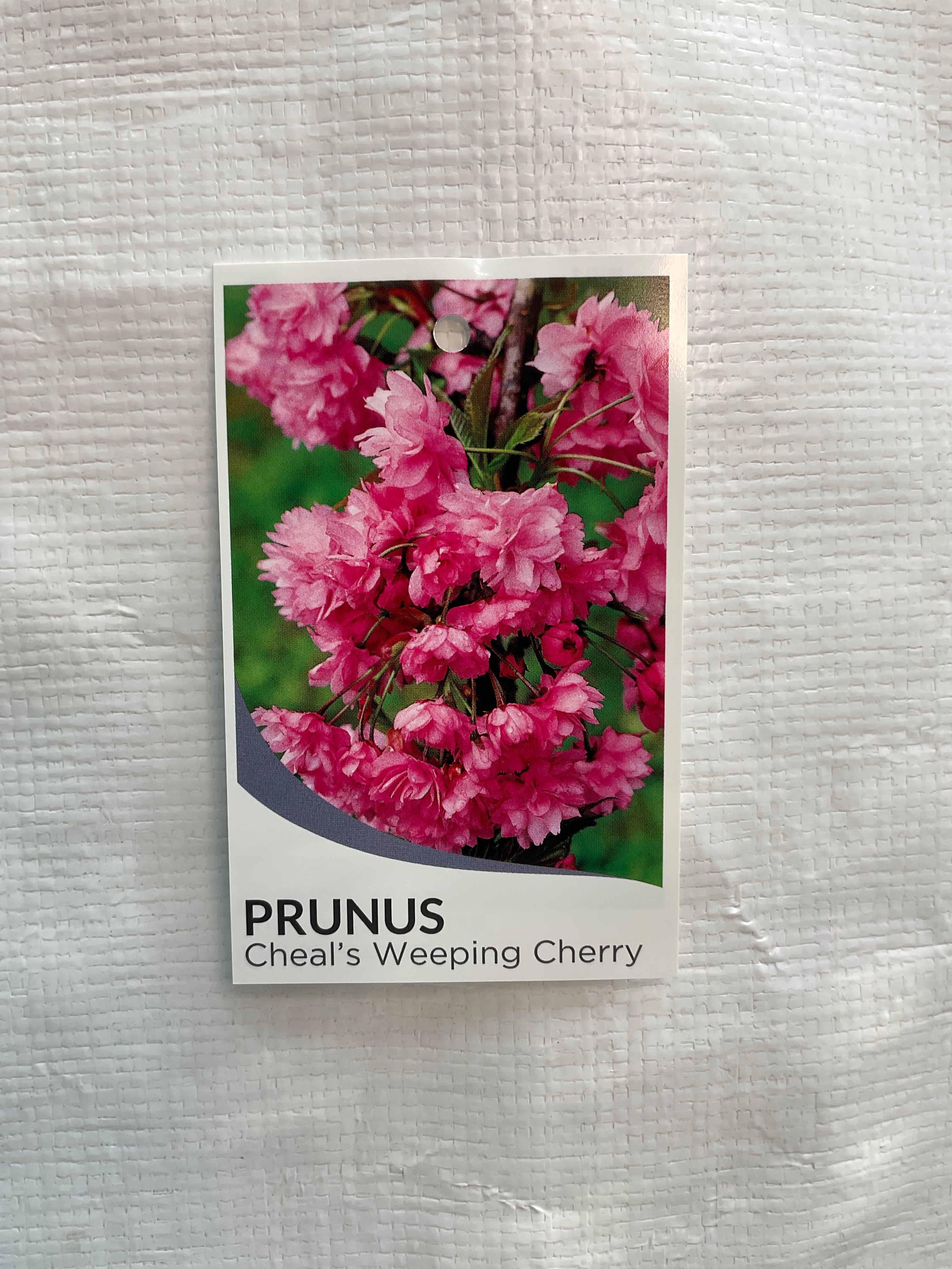 Weeping Cherry Cheals Double Pink | Formosa Gardens Nursery, Ballarat