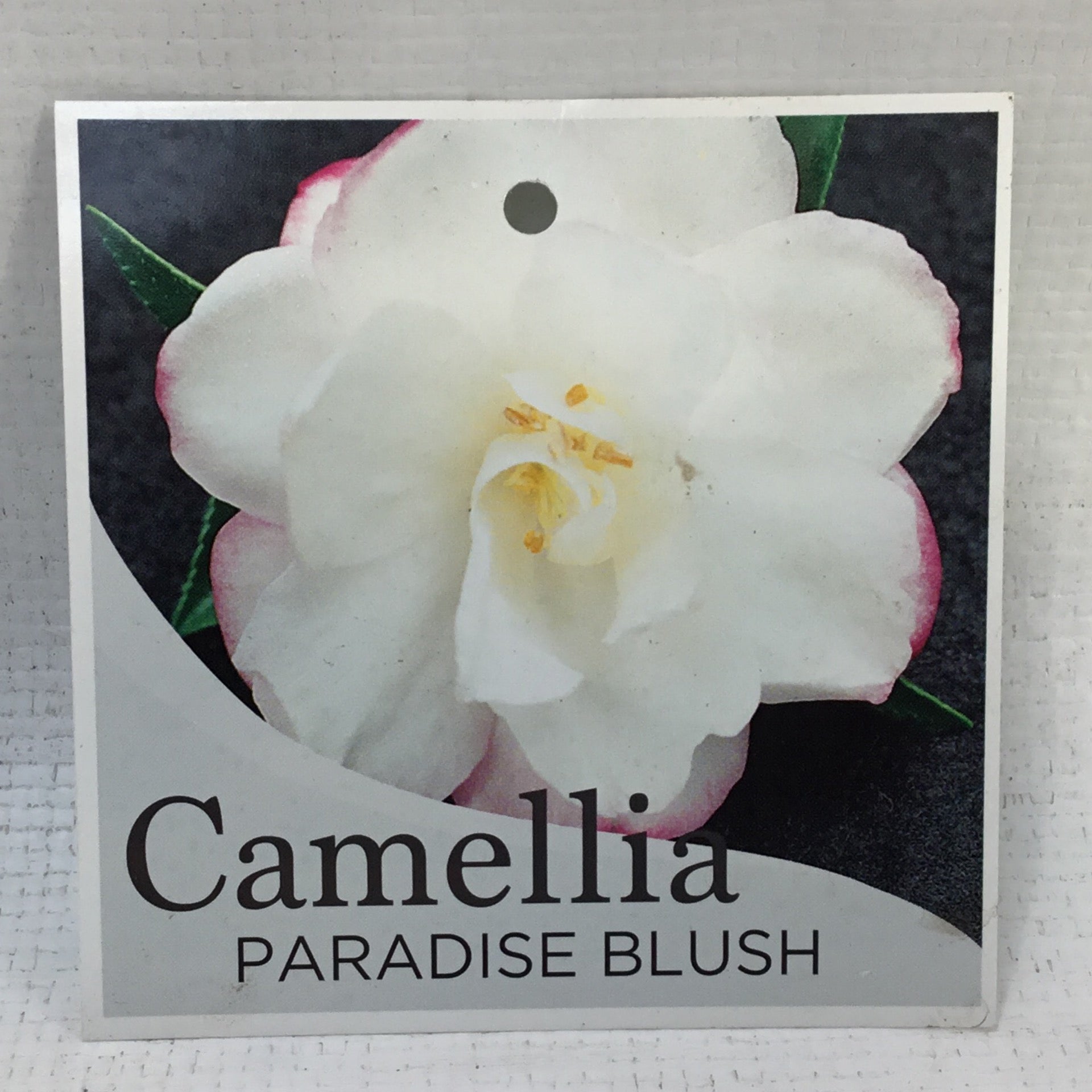 Camellia paradise blush | Formosa Gardens Nursery, Ballarat