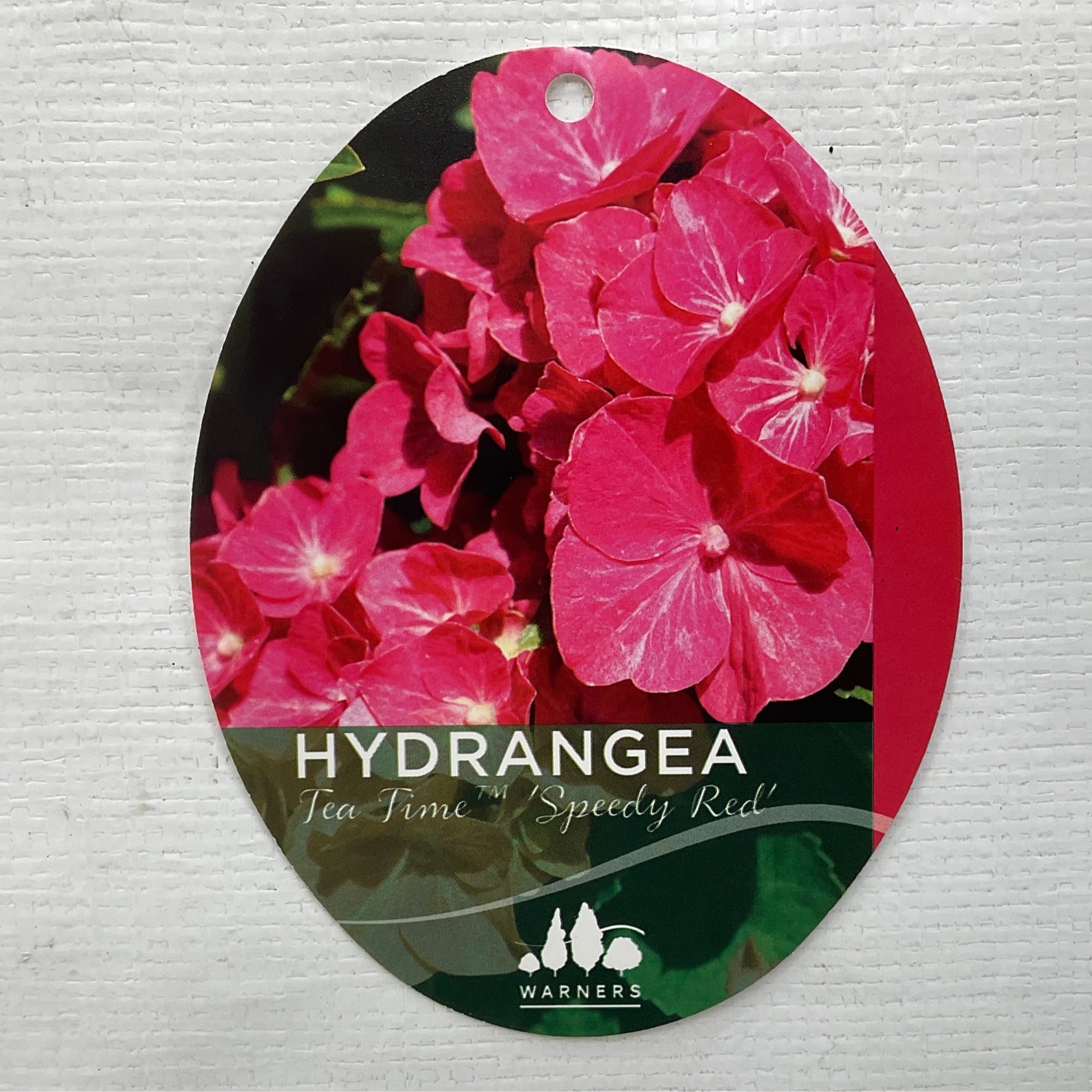 Hydrangea Tea Time Speedy Red | Formosa Gardens Nursery, Ballarat